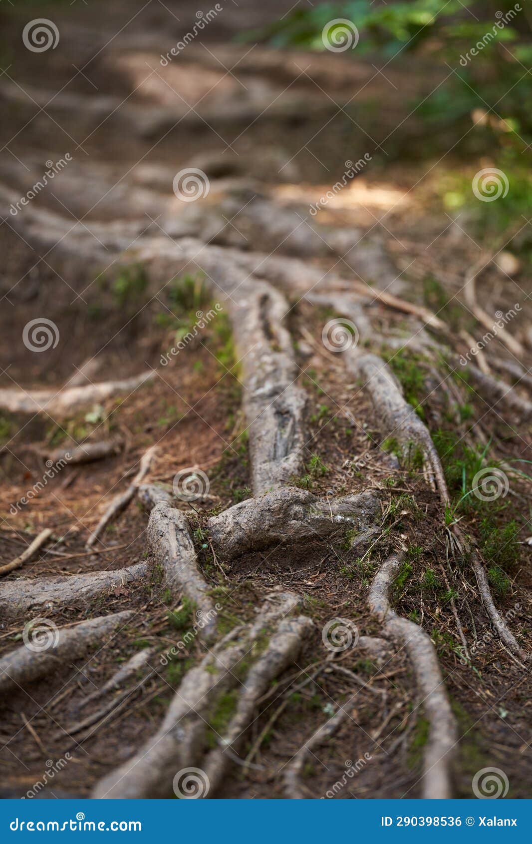 Protruding roots of trees stock photo. Image of foliage - 290398536