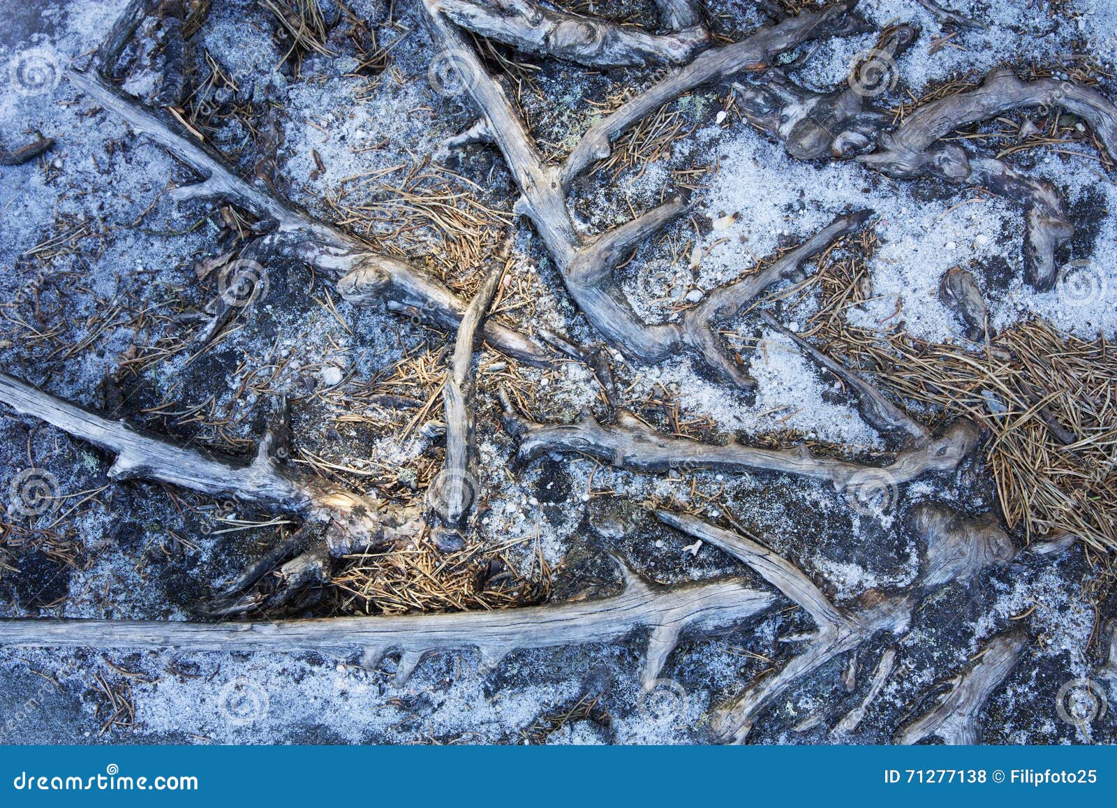 Protruding roots stock photo. Image of natural, forest - 71277138