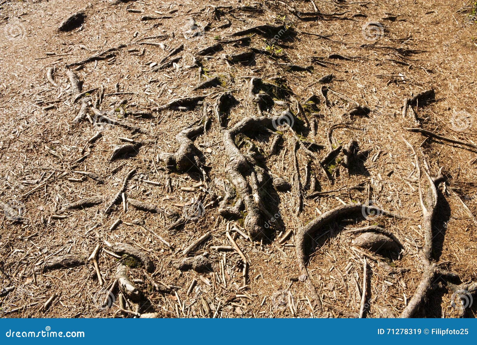 Protruding roots stock image. Image of root, park, outdoor - 71278319