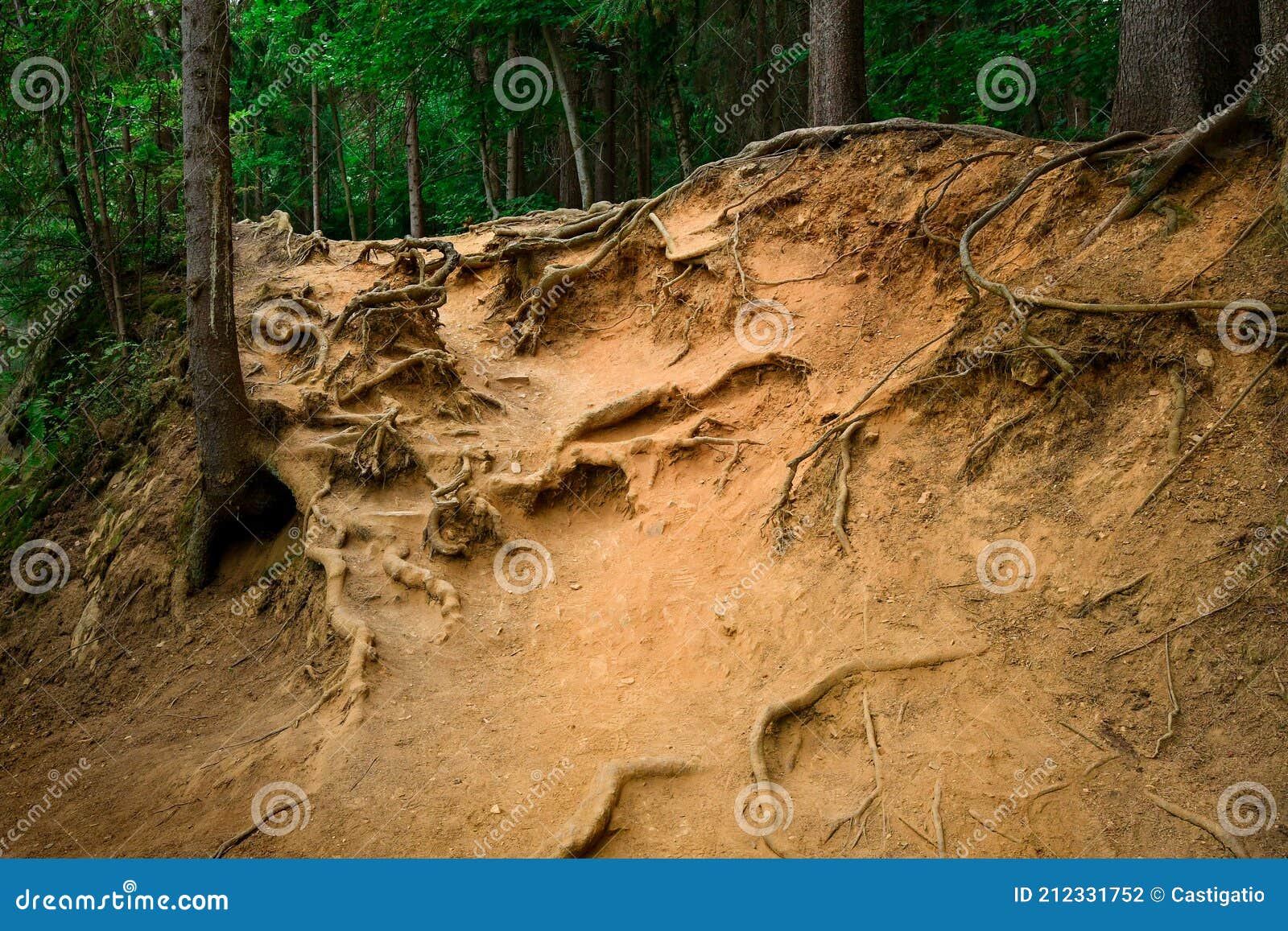 Protruding Tree Roots from Sandy Soil on a Hiking Trail in the Woods ...
