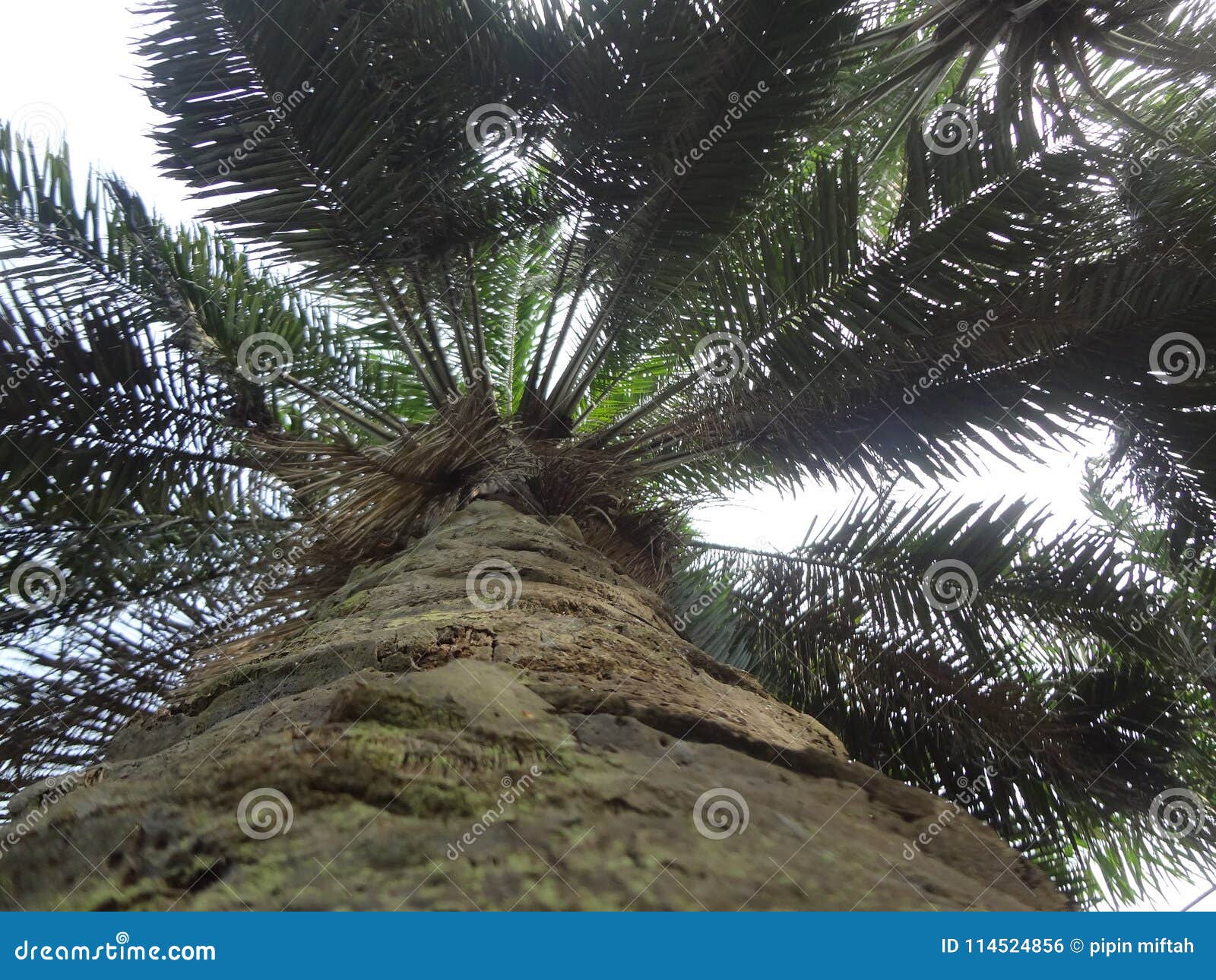 High of Protuberant Palm Tree Stock Photo - Image of protuberant, palm ...