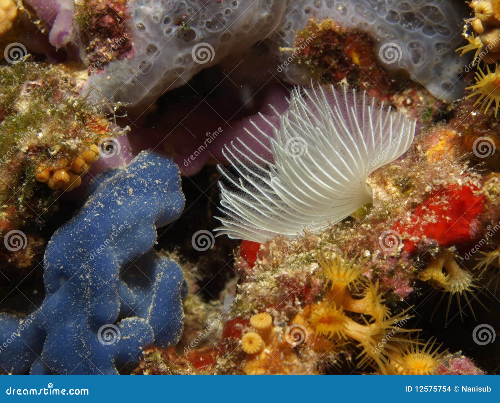 Protula stock photo. Image of lobularis, marine, pattern - 12575754