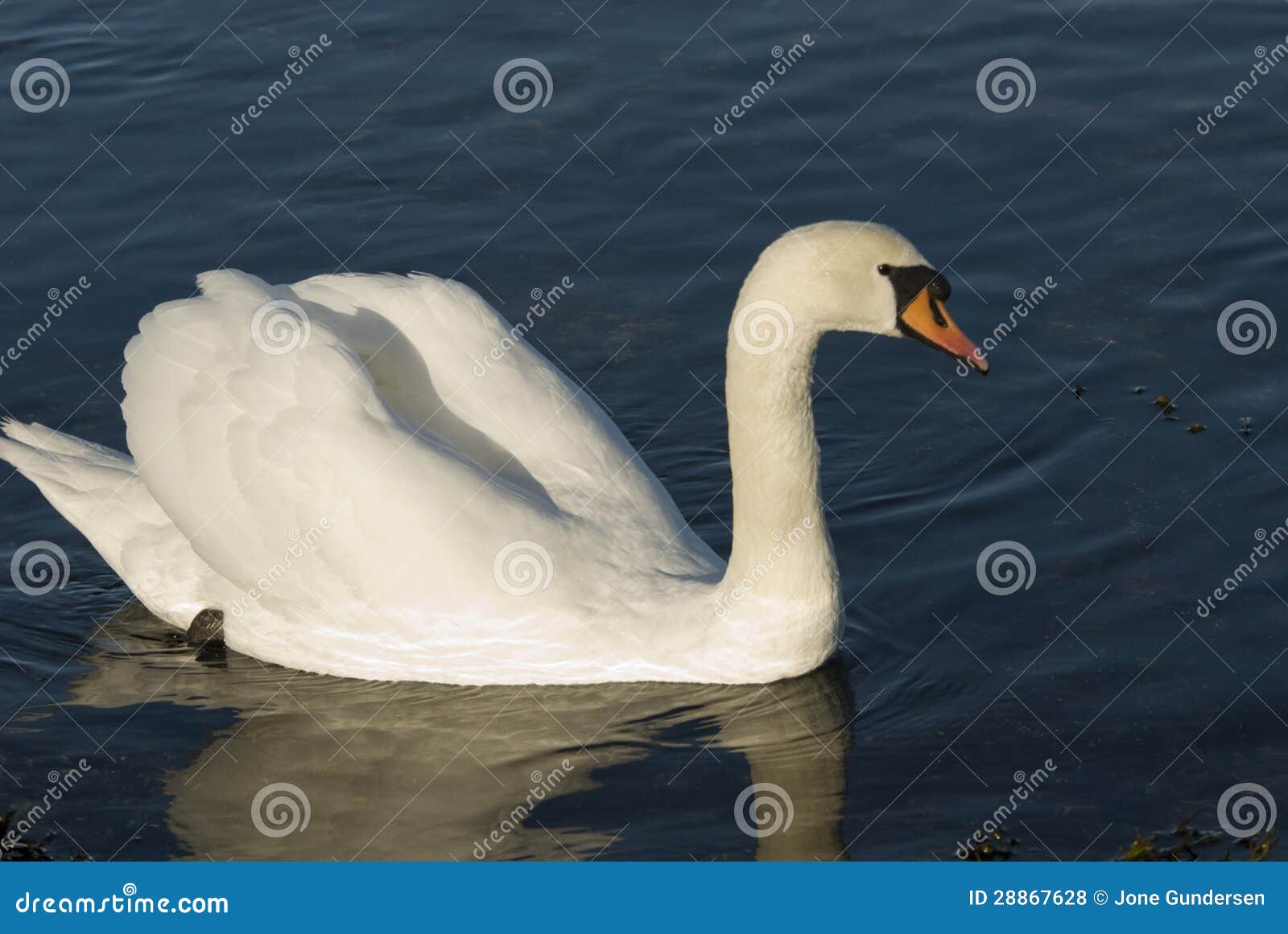 Proud adult Swan stock photo. Image of nature, norway - 28867628