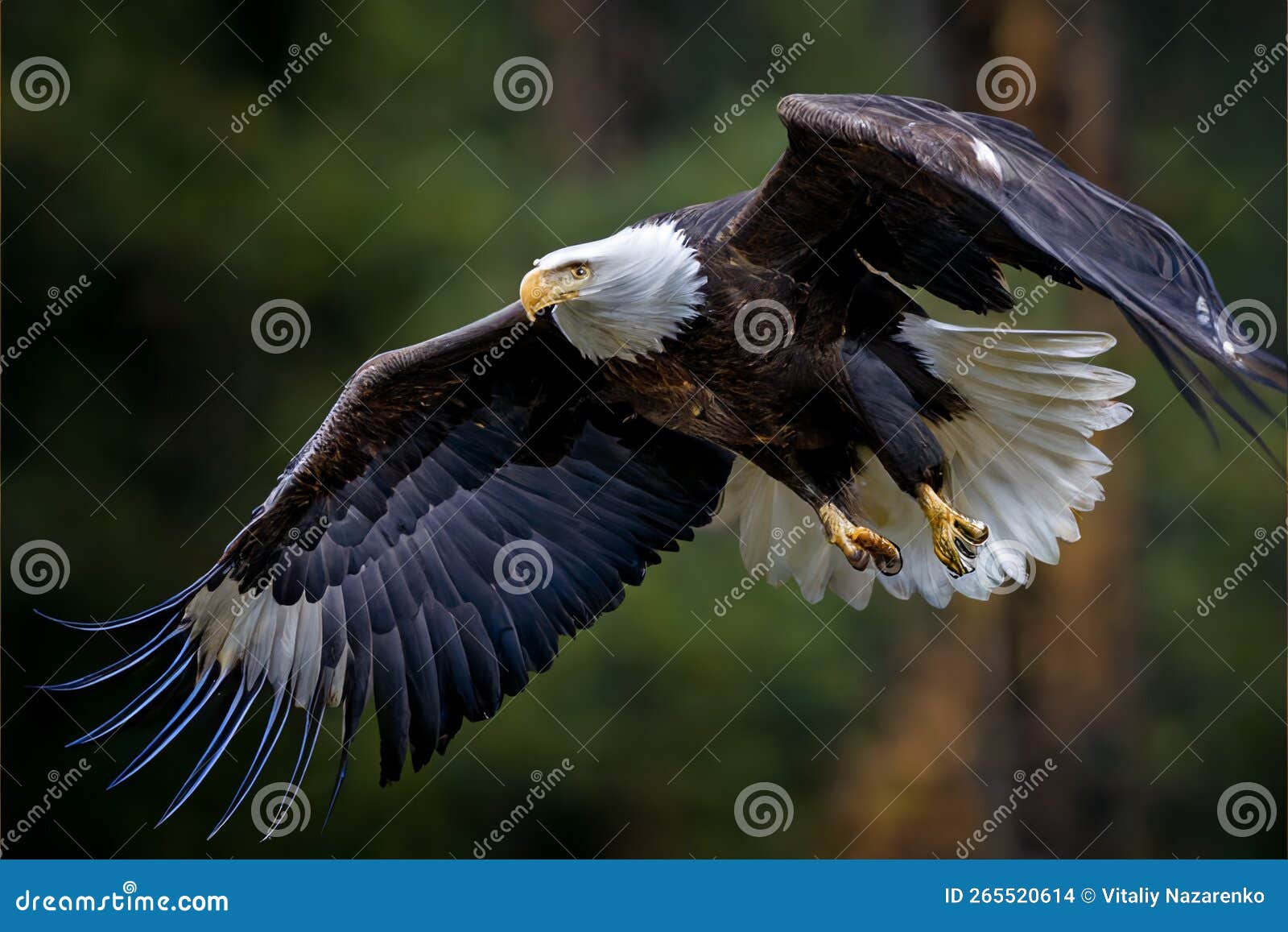 Proud American Eagle in Flight. AI Generated Stock Illustration - Illustration of flight, animal ...