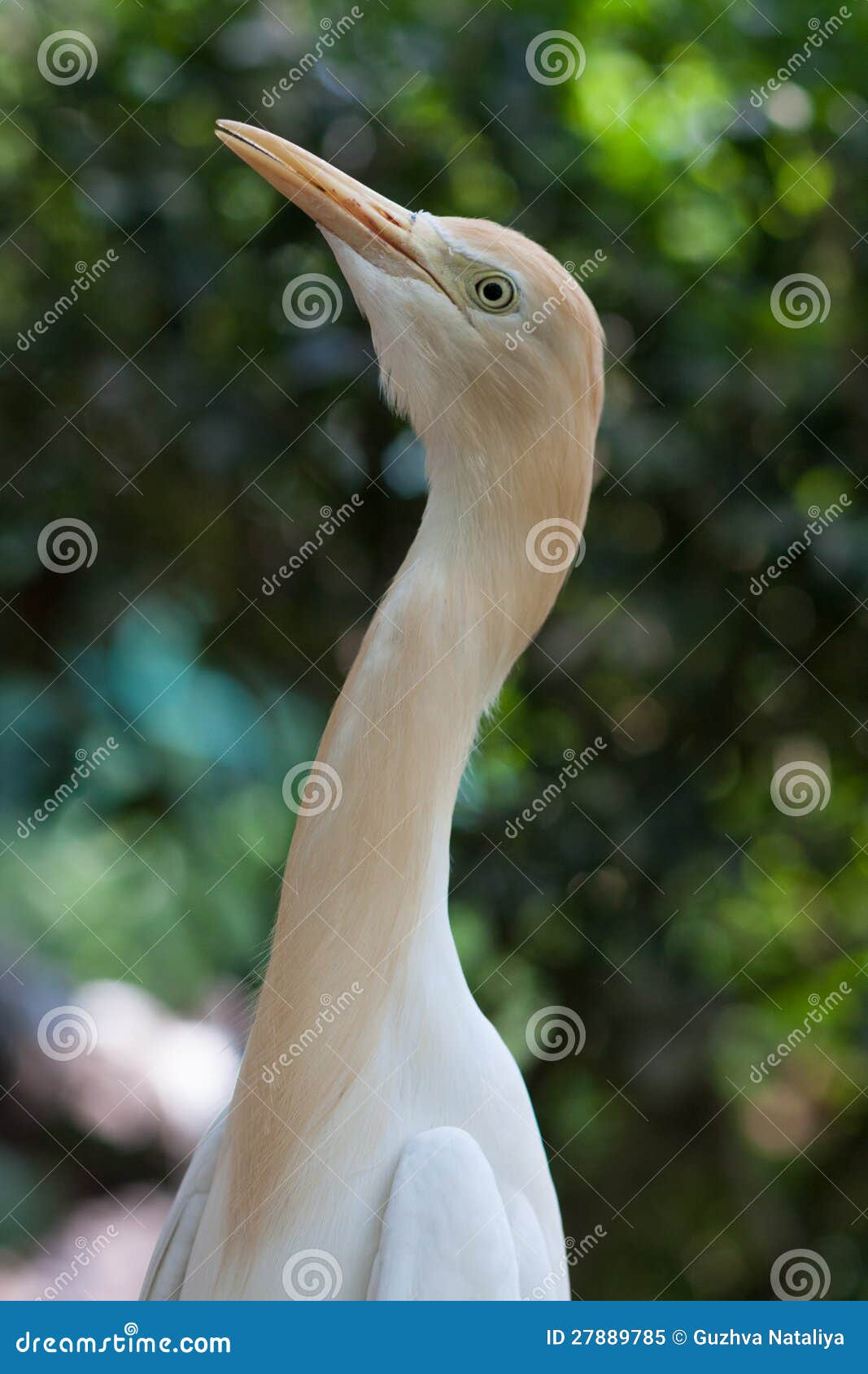 Proud bird stock image. Image of beak, park, green, asia - 27889785