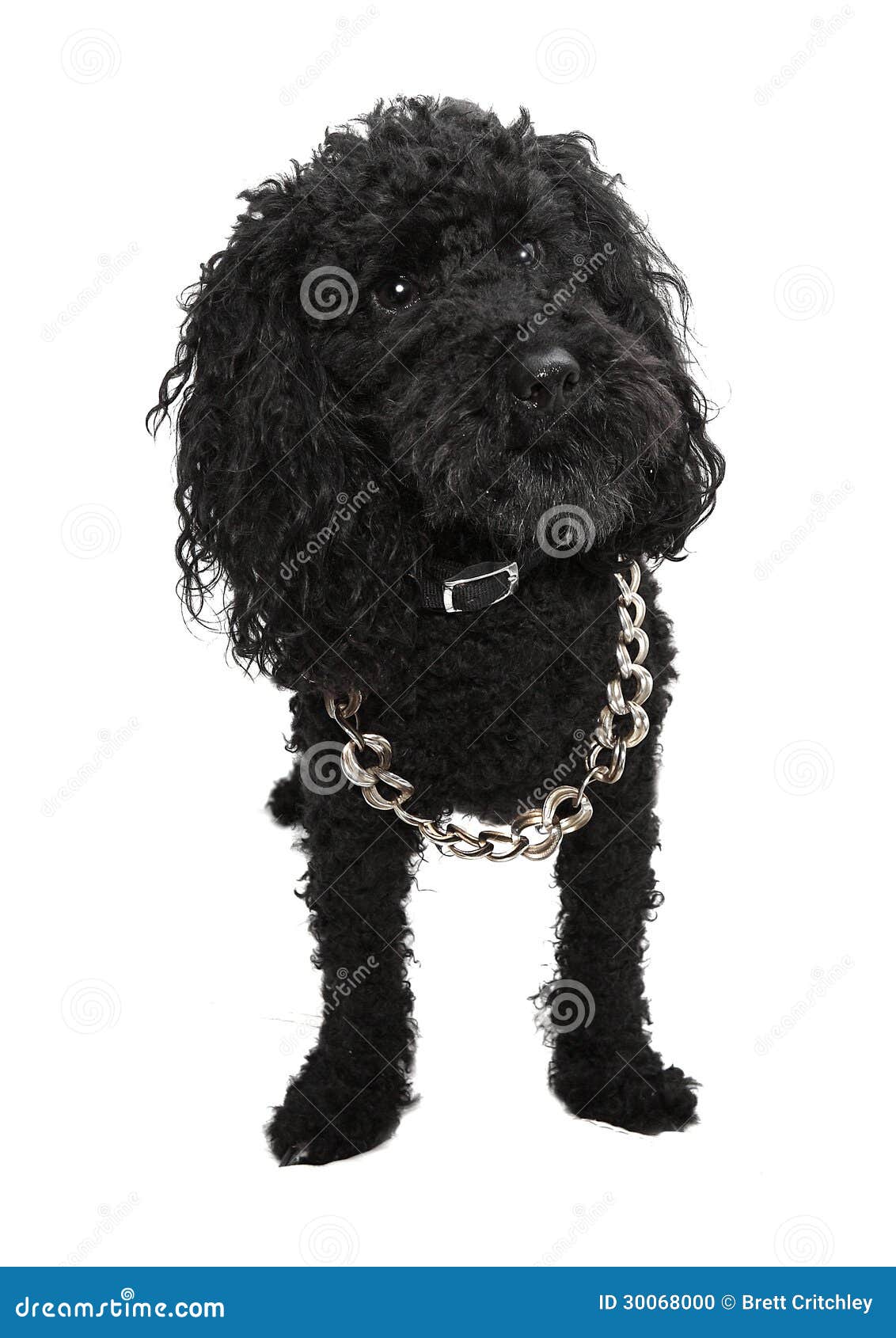 Black poodle dog stock photo. Image of little, curly - 30068000