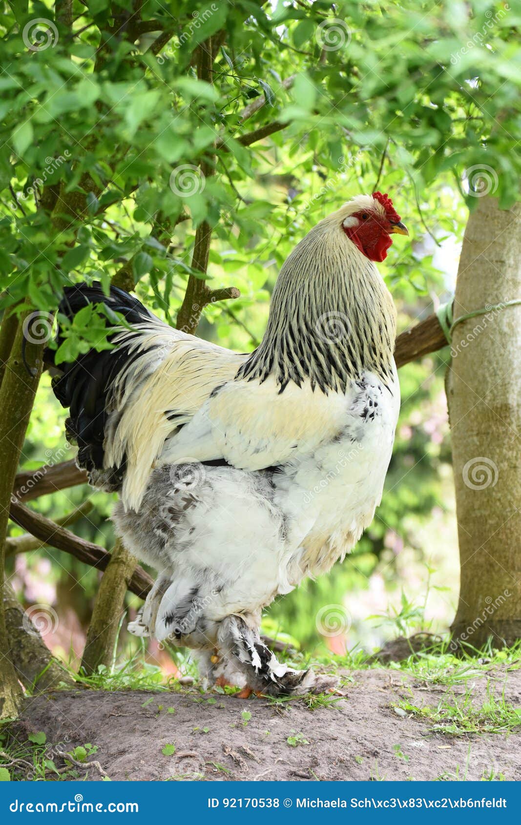 Proud Brahma rooster stock photo. Image of male, natur - 92170538