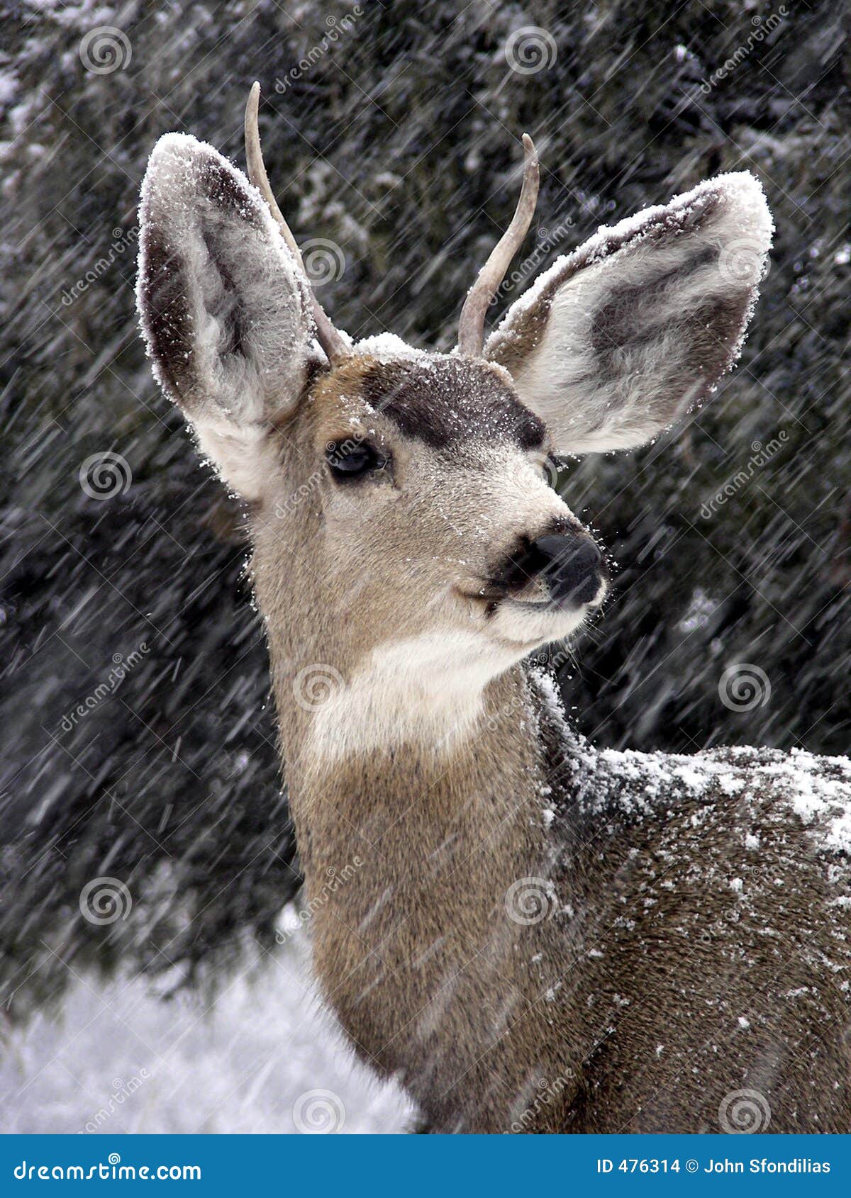 Proud Buck stock photo. Image of proud, pride, curious - 476314