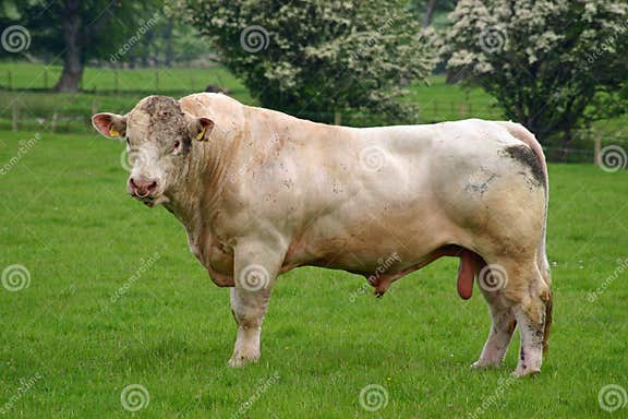Proud Bull stock photo. Image of steer, breeding, powerful - 5382222