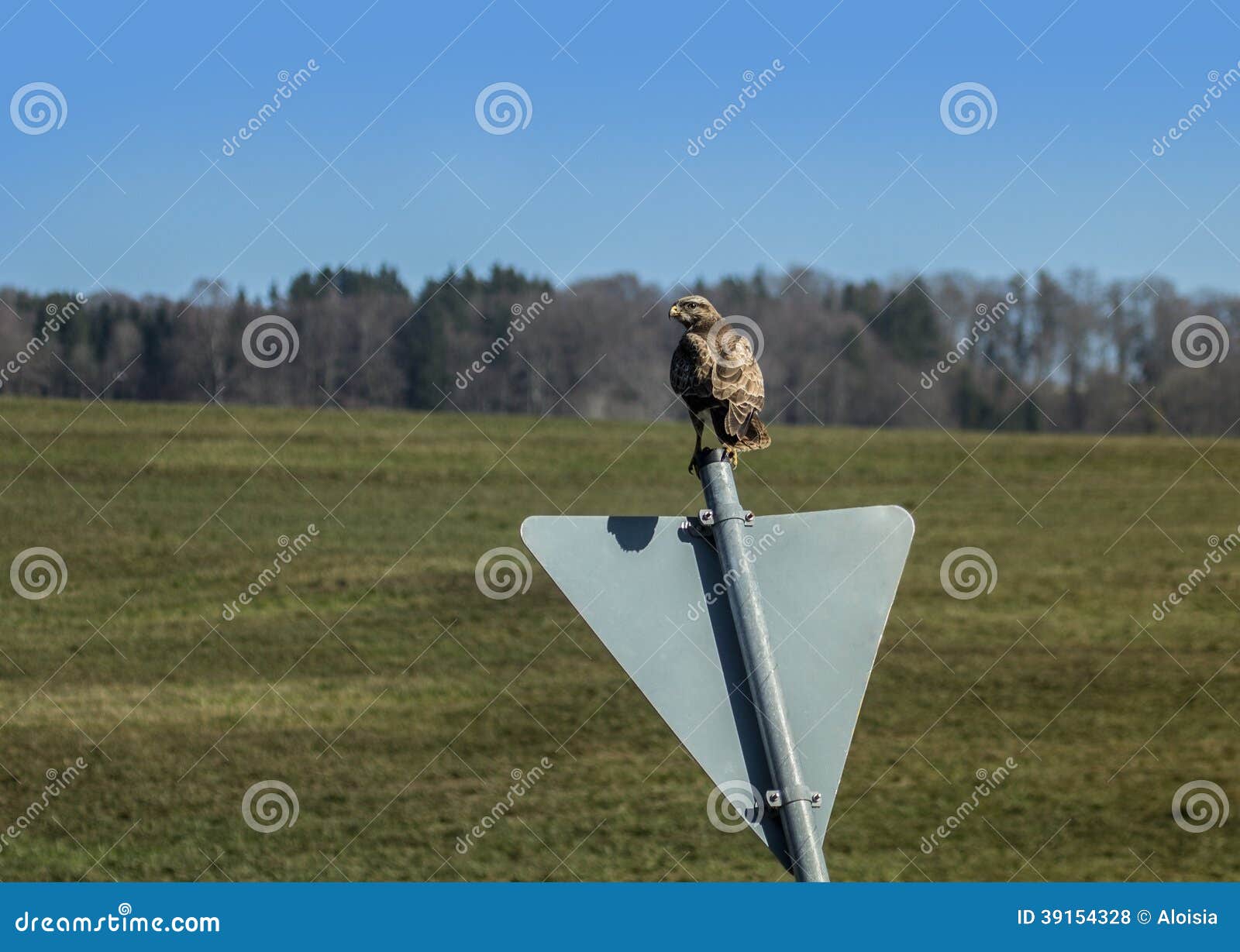 Proud buzzard stock photo. Image of field, bird, sign - 39154328