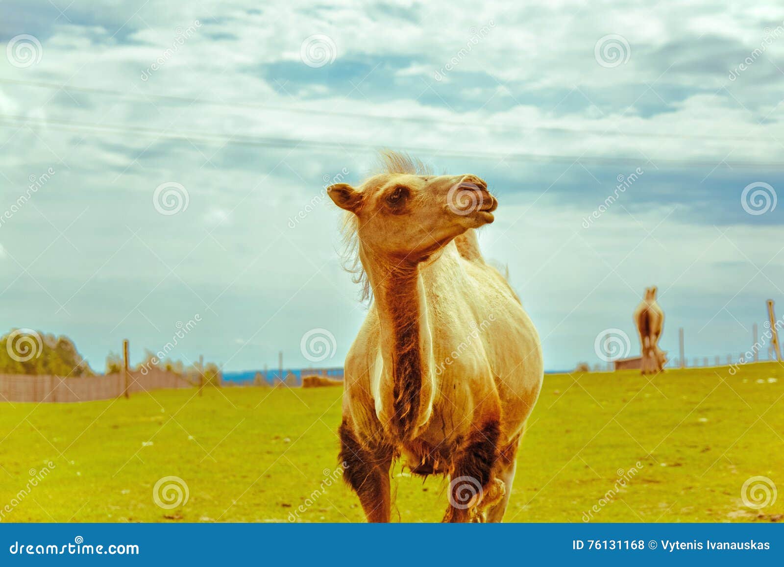 Proud camel stock photo. Image of furry, dromedary, hump - 76131168