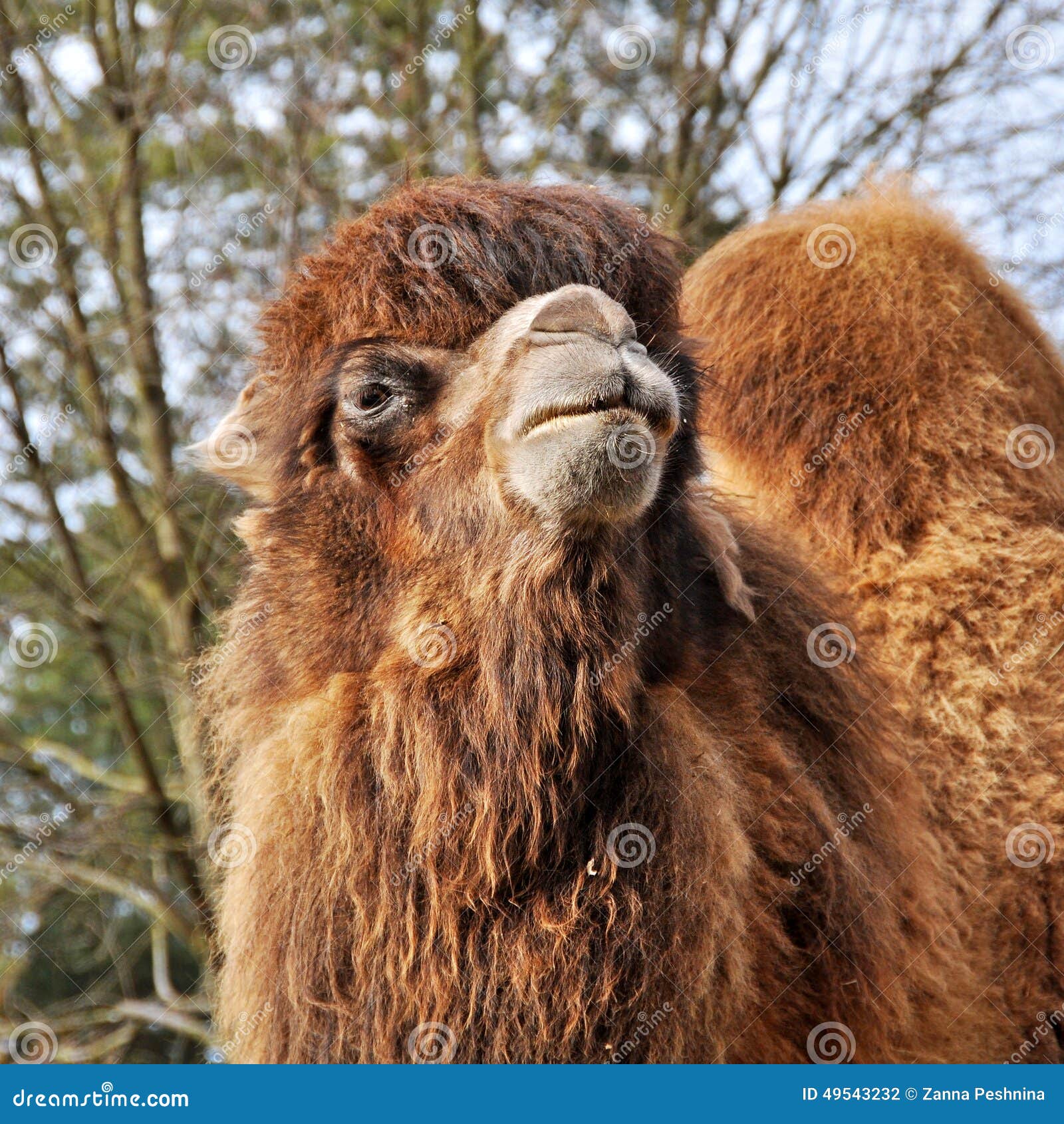 Proud camel stock photo. Image of away, transport, large - 49543232