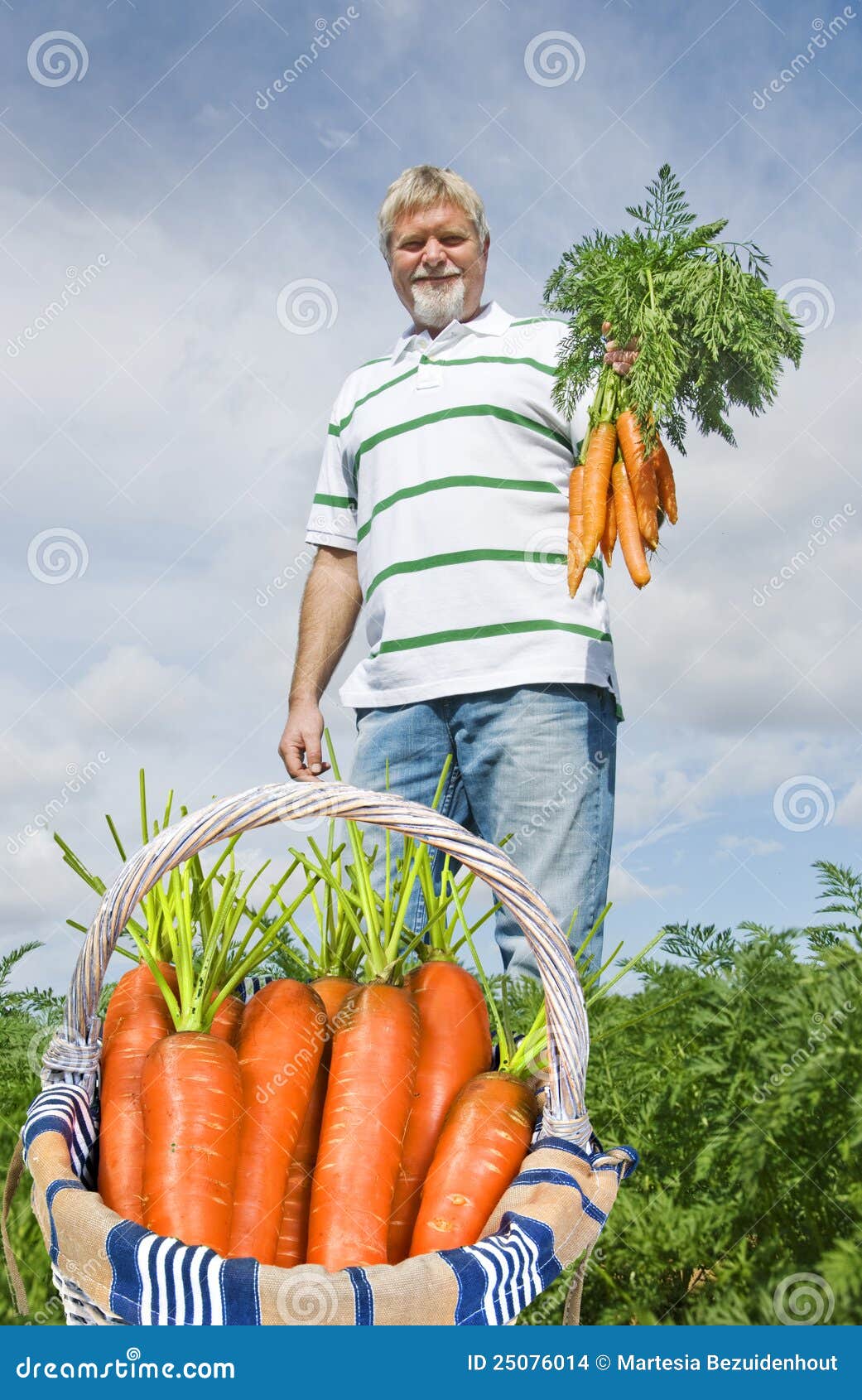 Proud Carrot Farmer Picking Fresh Carrots Stock Photo - Image of mature ...