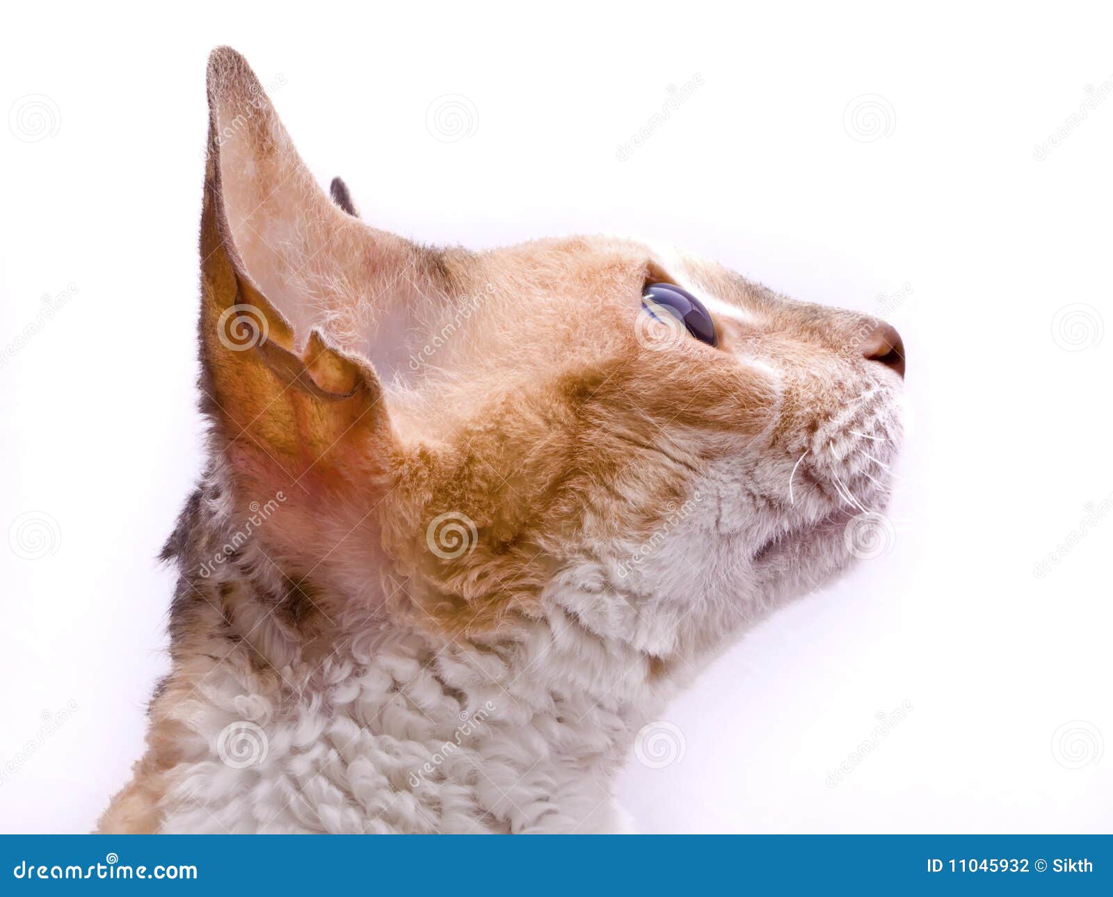 Proud Cat stock photo. Image of majestic, breed, stare - 11045932