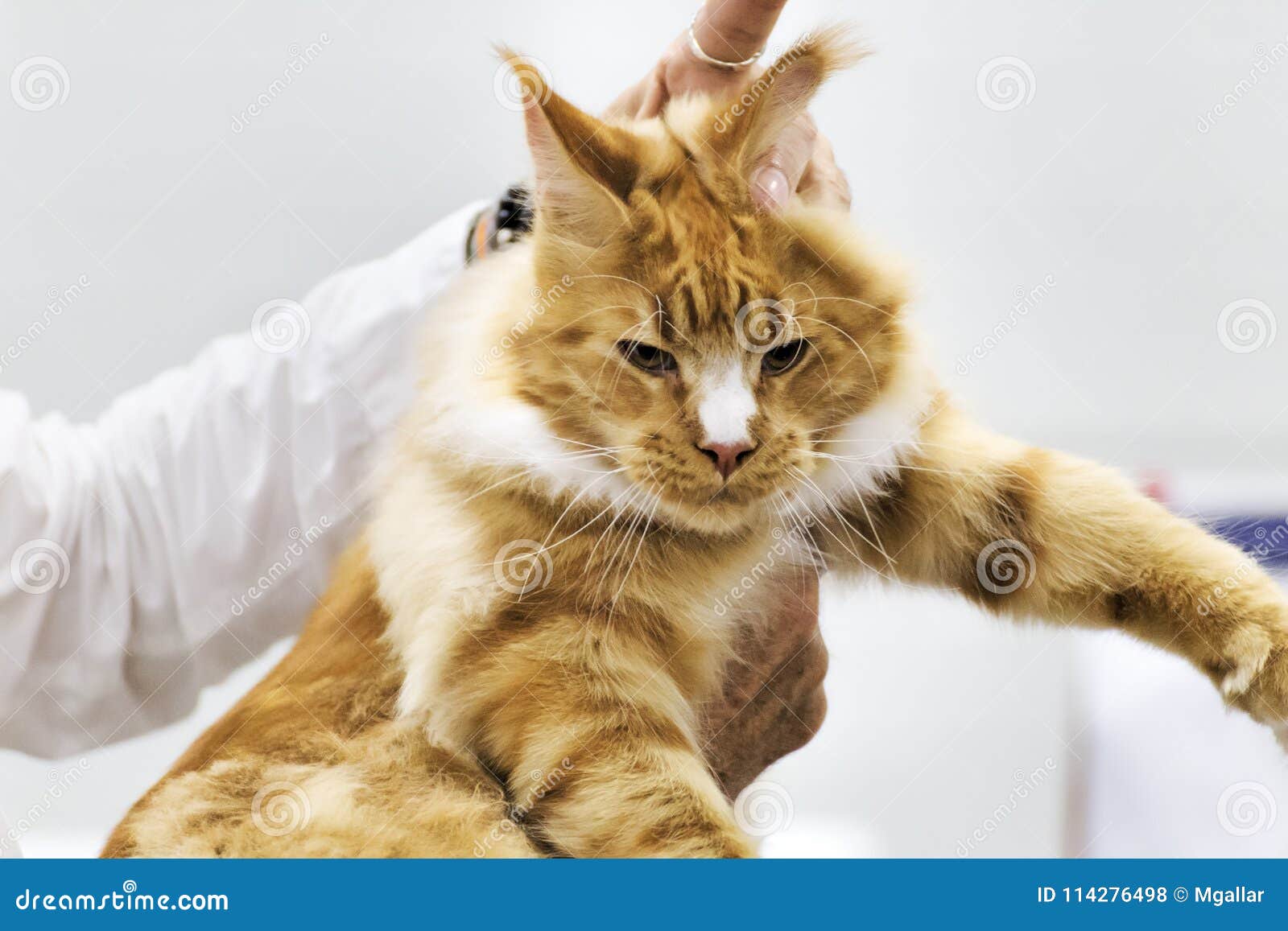 When a Proud Cat is Caught by the Scruff - Selective Focus Stock Photo ...