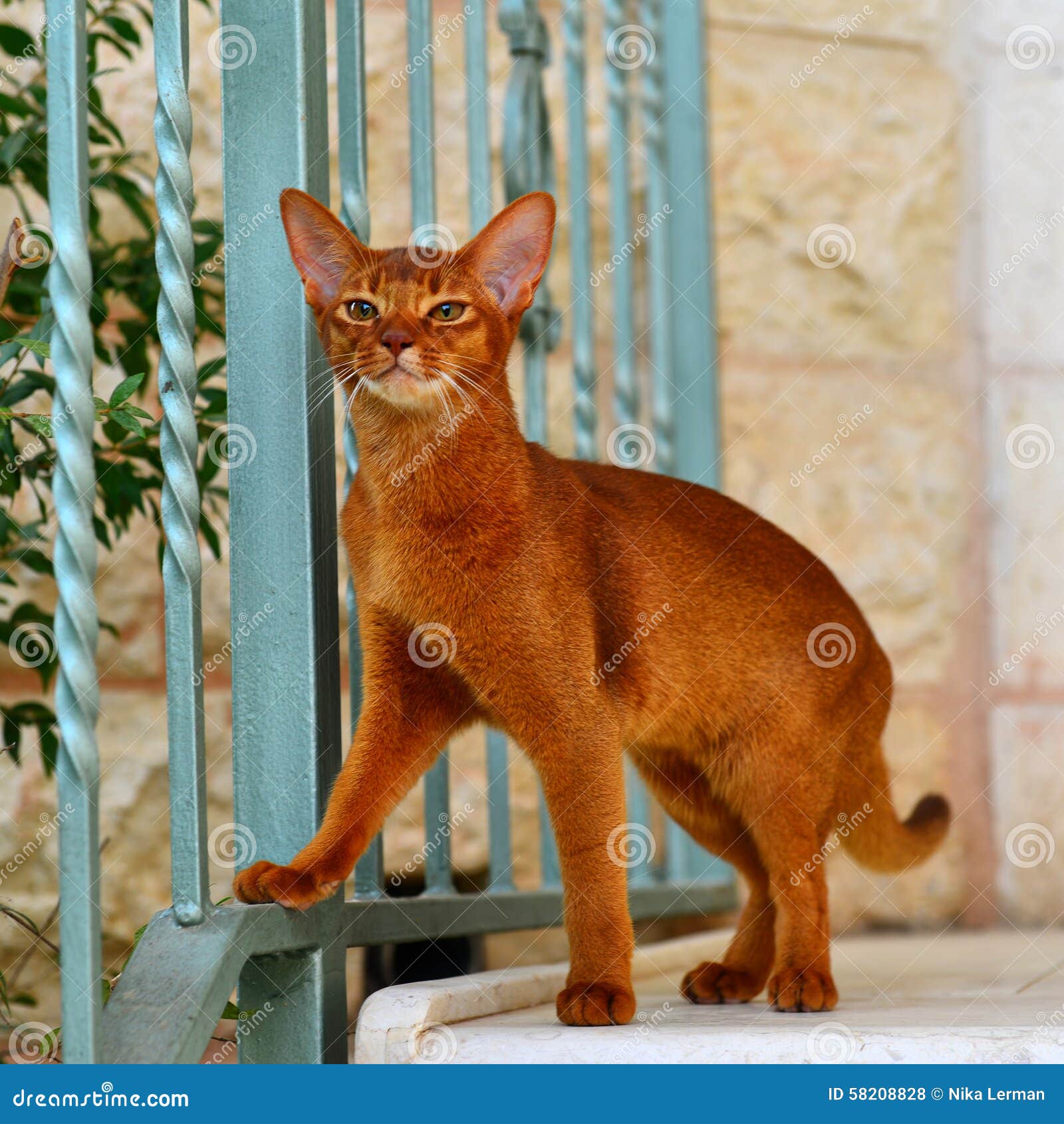Proud cat stock photo. Image of pets, egyptian, outdoor - 58208828