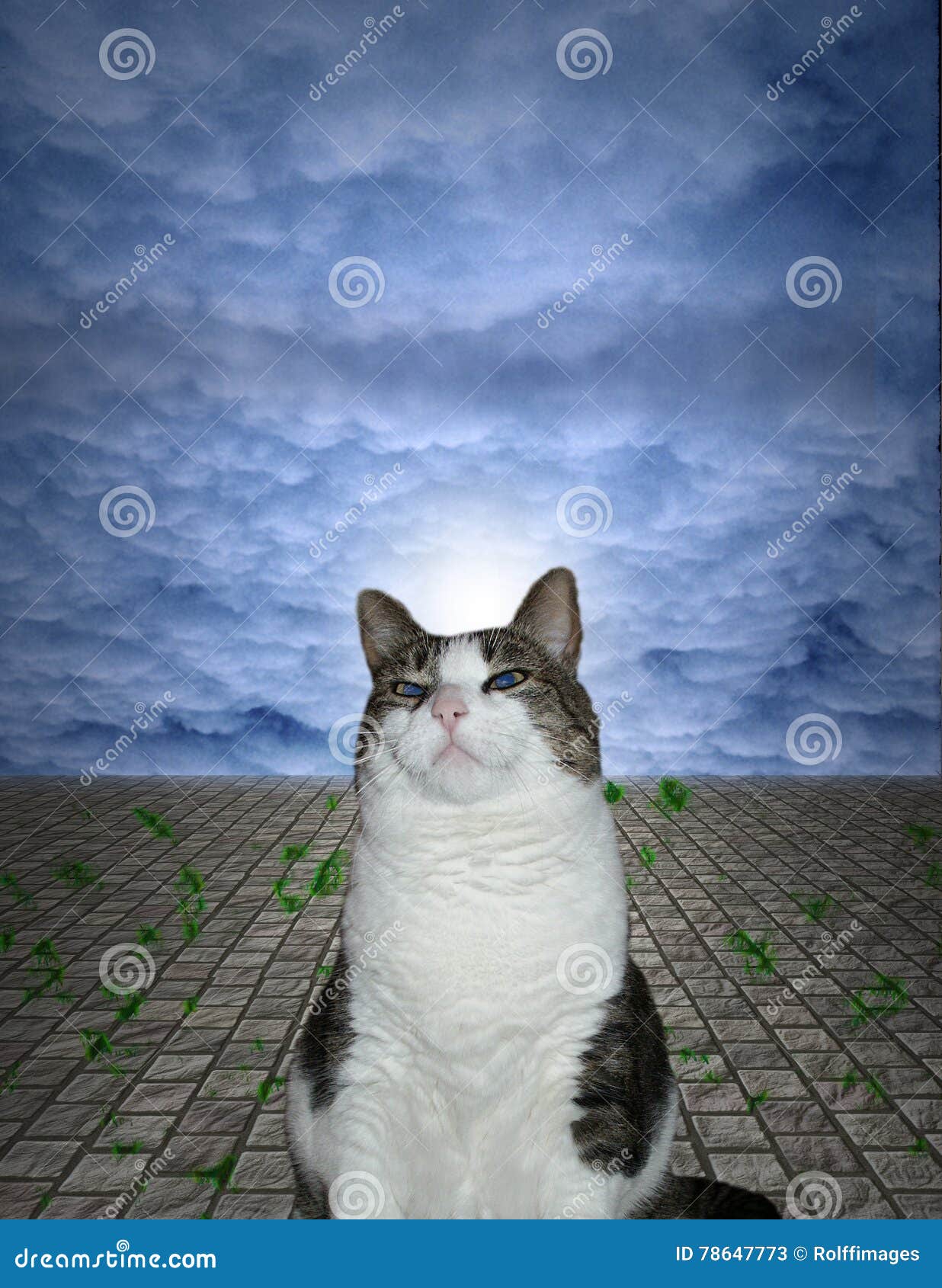 Proud Cat stock illustration. Illustration of pedigree - 78647773