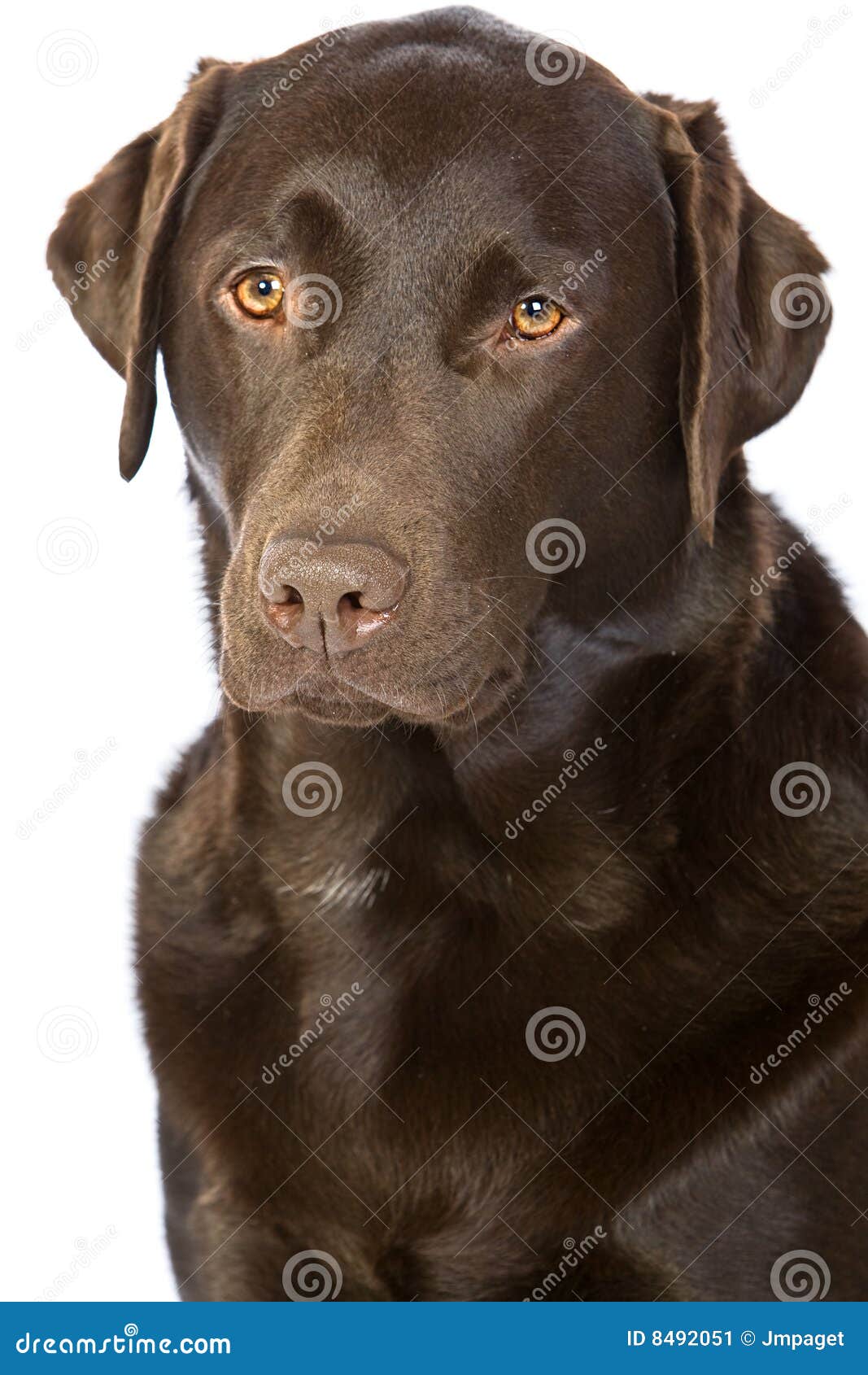 Proud Chocolate Labrador stock image. Image of labrador - 8492051