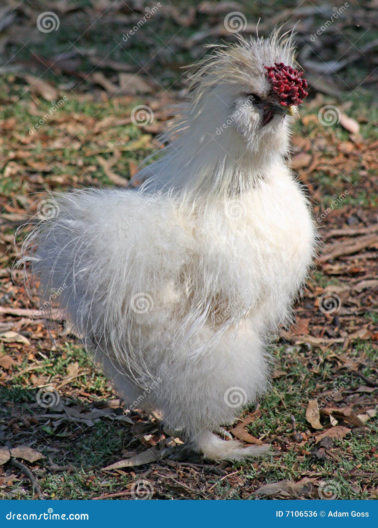 Proud and Cocky stock photo. Image of tame, chinese, bossy - 7106536