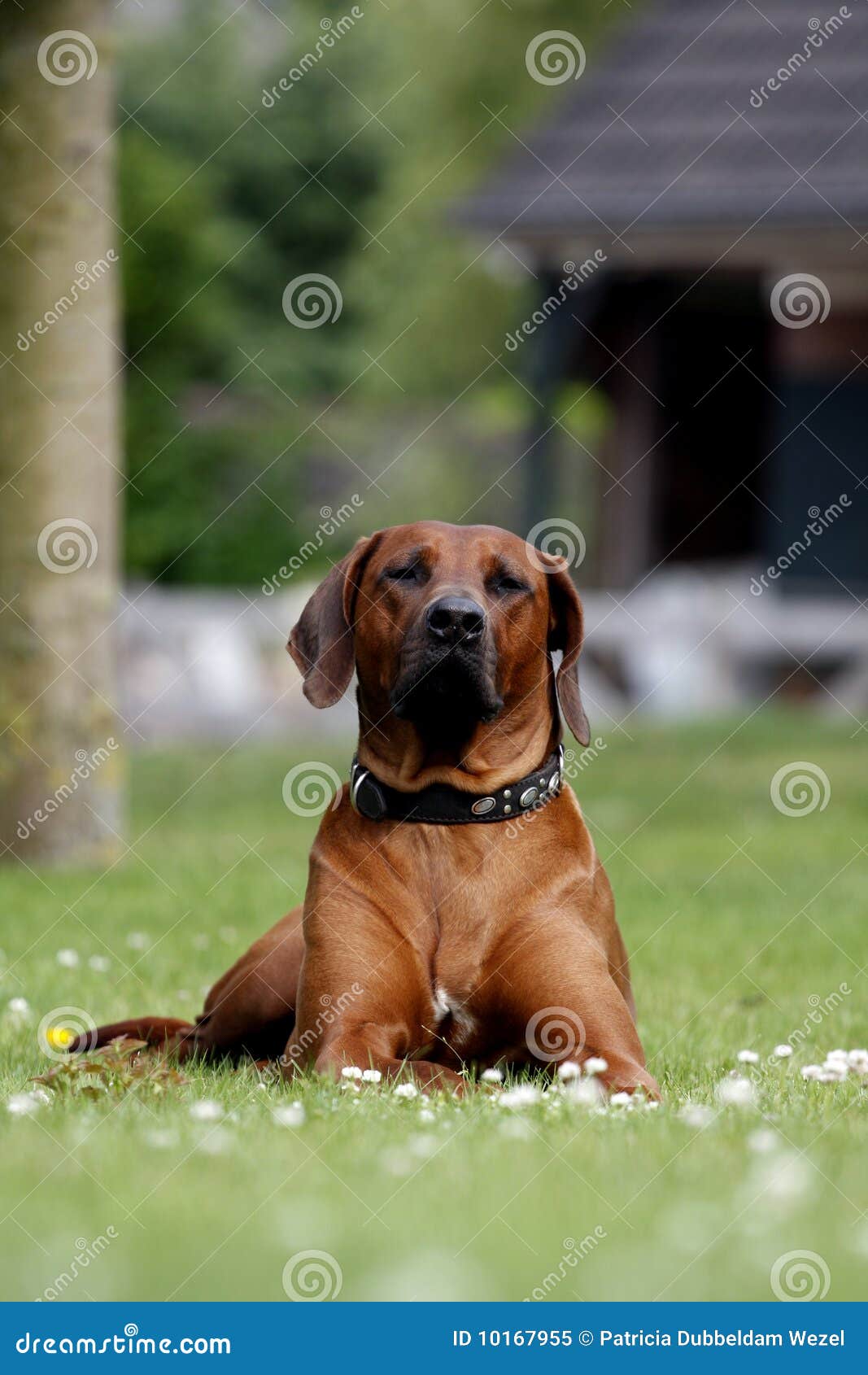 Proud Colorfull Rhodesian Ridgeback Stock Image - Image of flowers ...