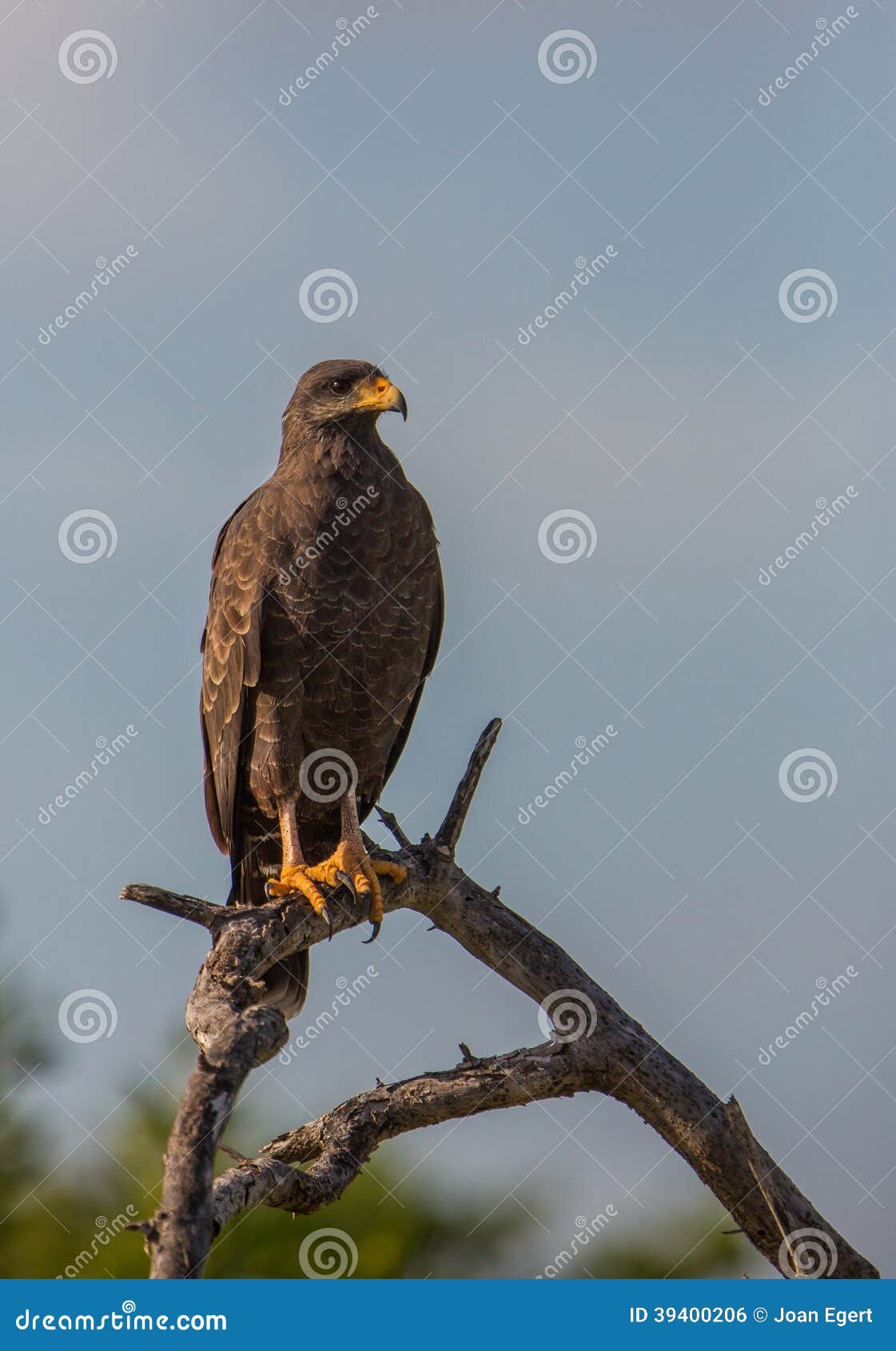 Common Black Hawk - Buteogallus Anthracinus A Big Dark Bird Of Prey In ...