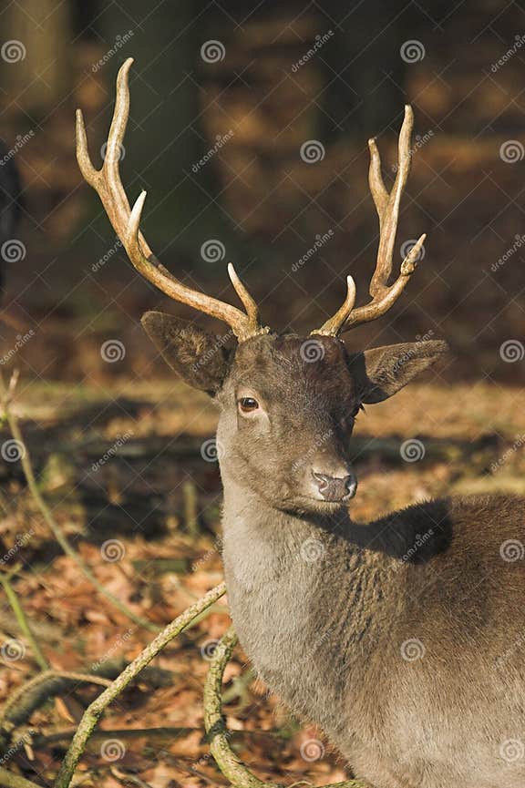 Proud Deer stock image. Image of woods, whitetail, fall - 1164243