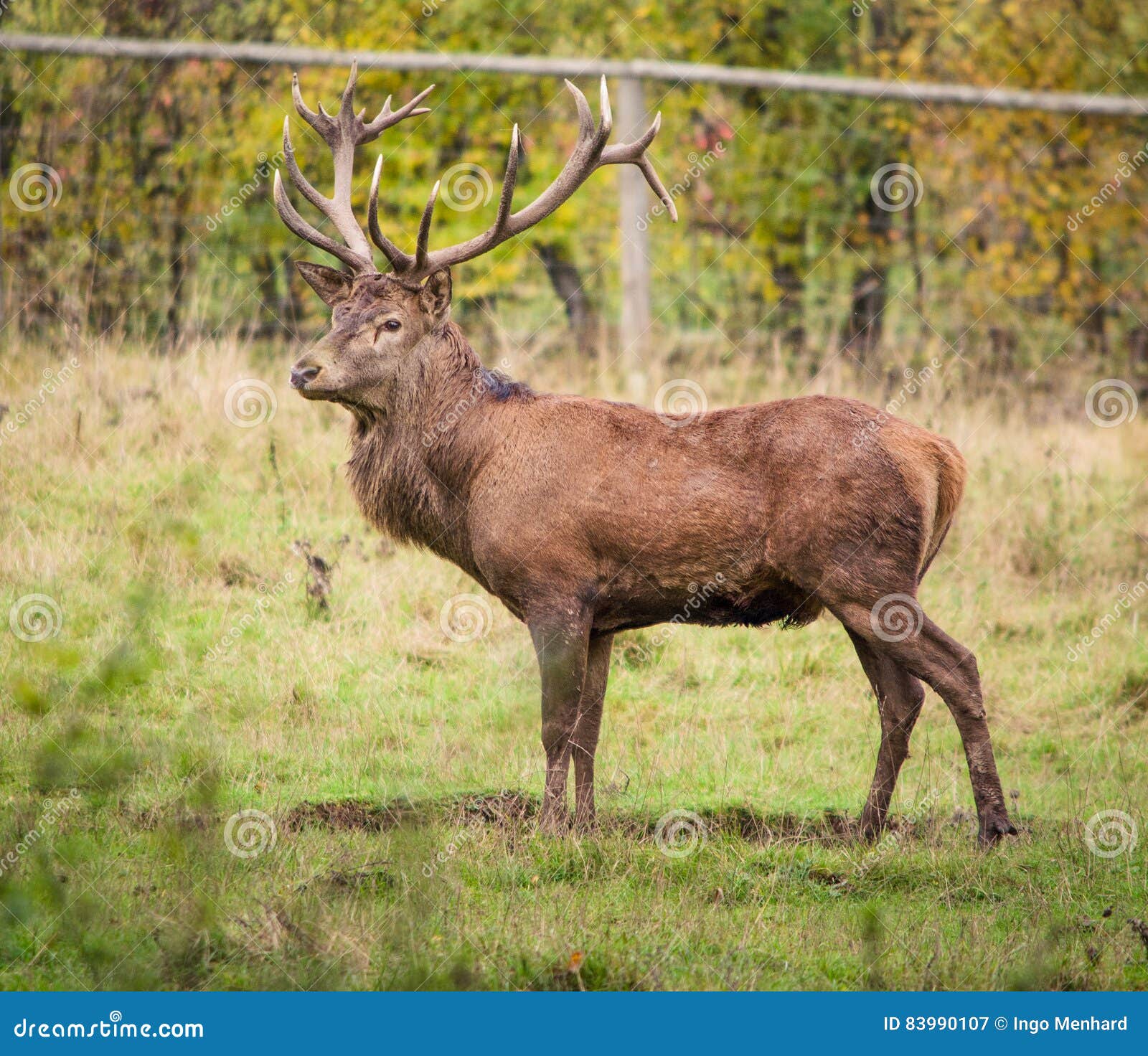 Proud deer stock image. Image of deer, male, grass, closeup - 83990107