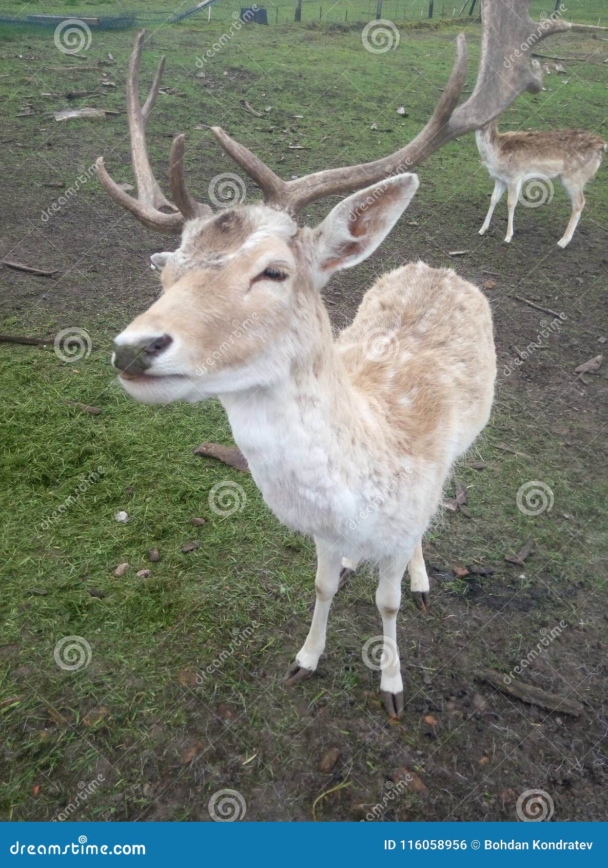 Proud deer stock photo. Image of proud, nature, deer - 116058956