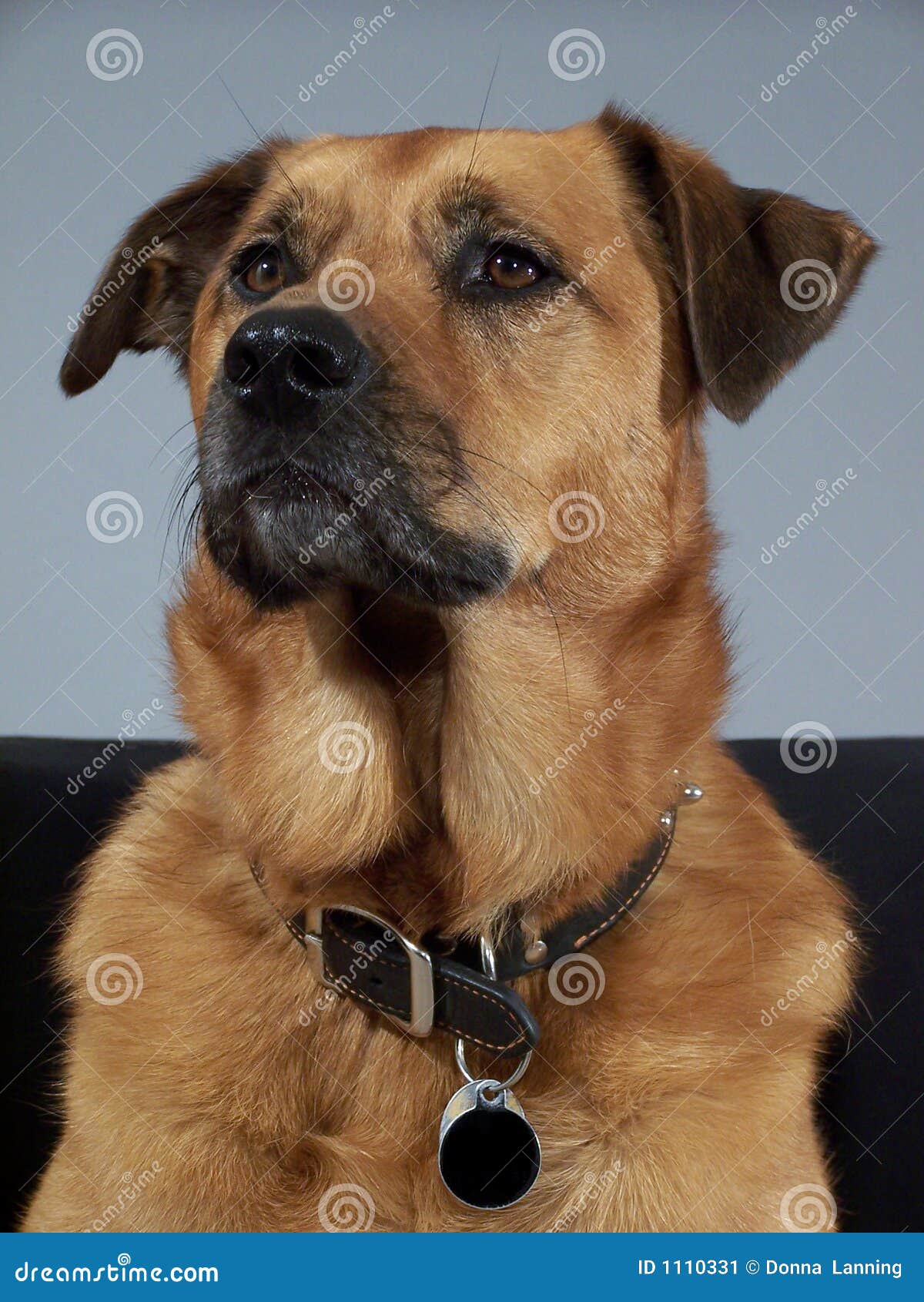 Proud Dog stock image. Image of labrador, rust, nose, snoot - 1110331