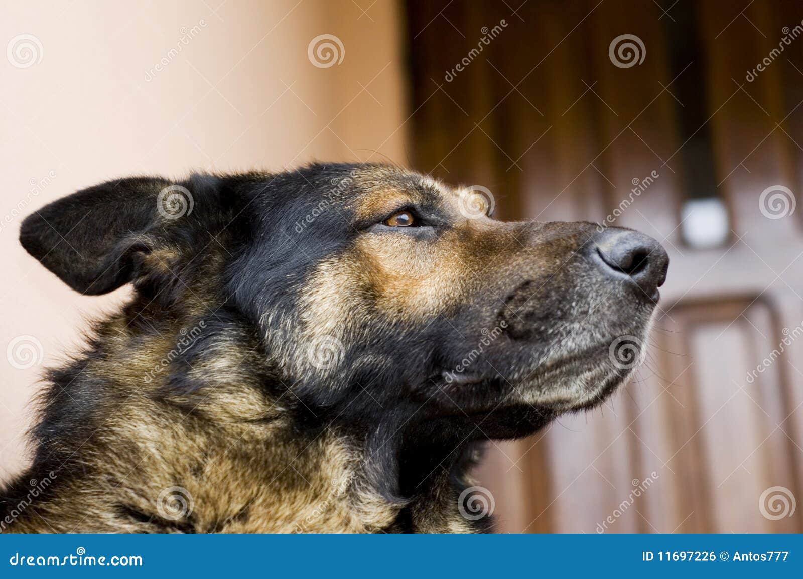 Proud dog stock photo. Image of vigilant, proud, face - 11697226