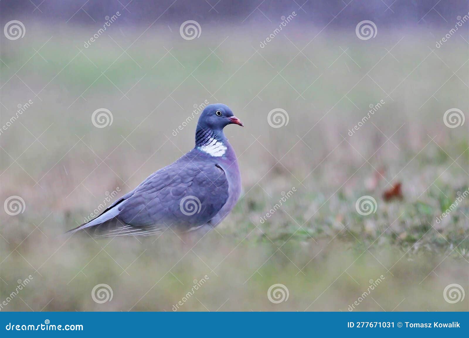 A Proud Dove Stands in a Meadow Stock Image - Image of forestry, animal ...
