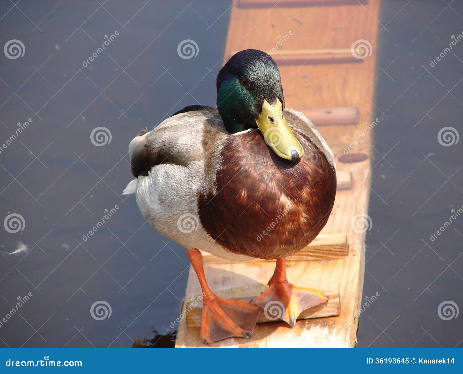 Proud duck stock image. Image of catwalk, board, duck - 36193645