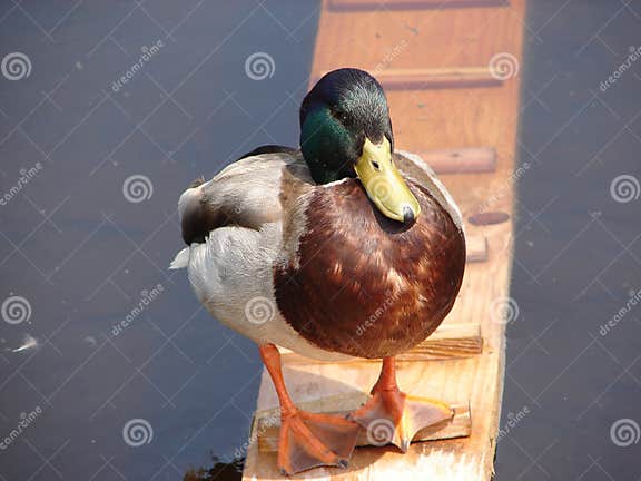 Proud duck stock image. Image of catwalk, board, duck - 36193645