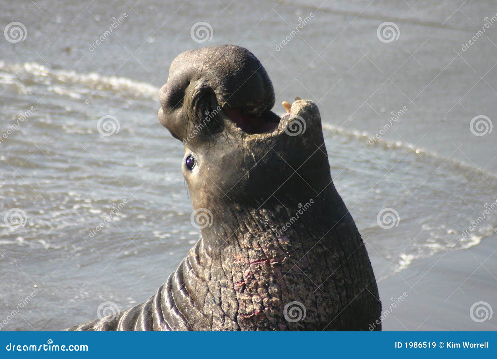 Proud Elephant Seal stock image. Image of marine, ocean - 1986519