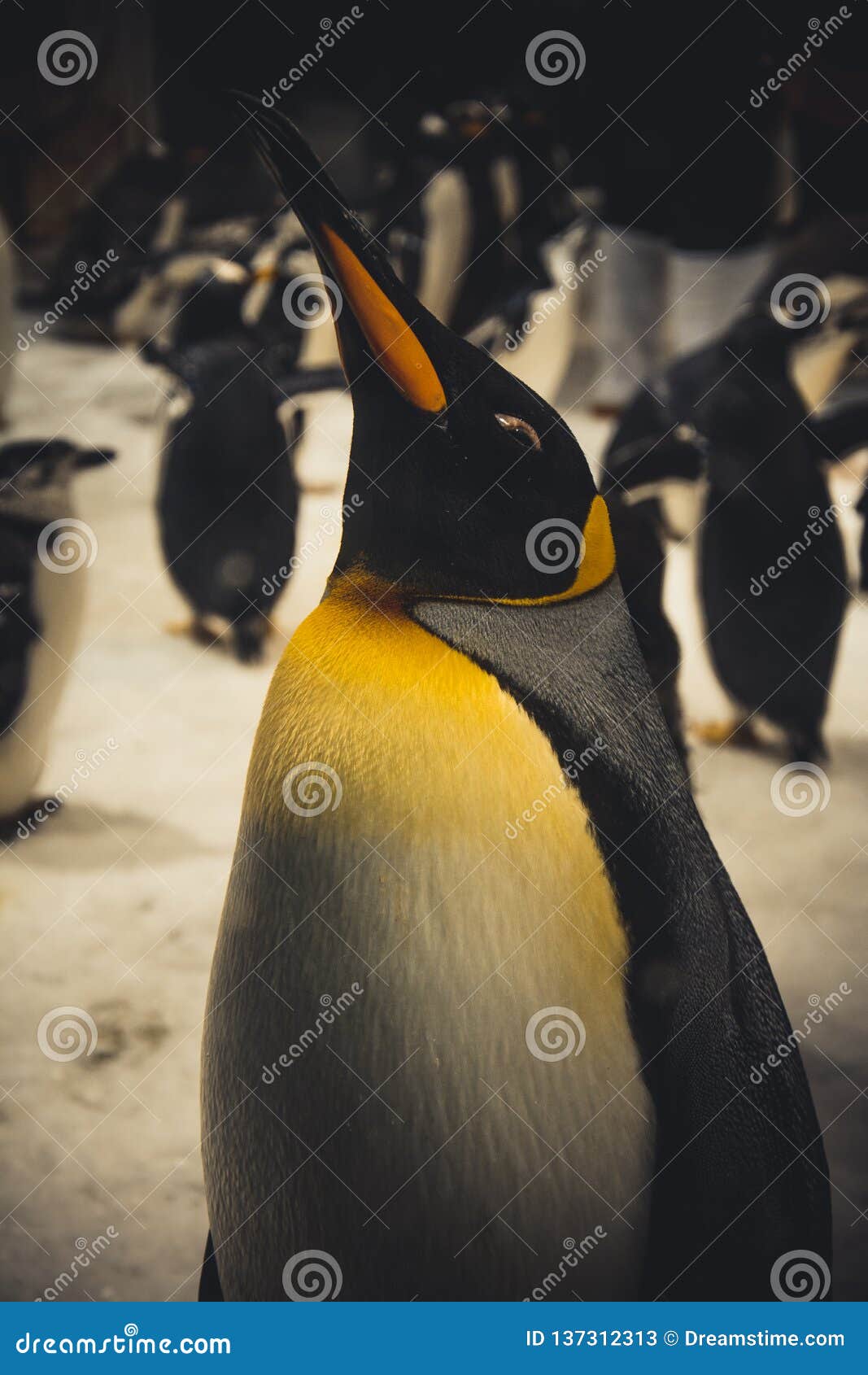 Emperor penguin stock image. Image of proud, head, yellow - 137312313