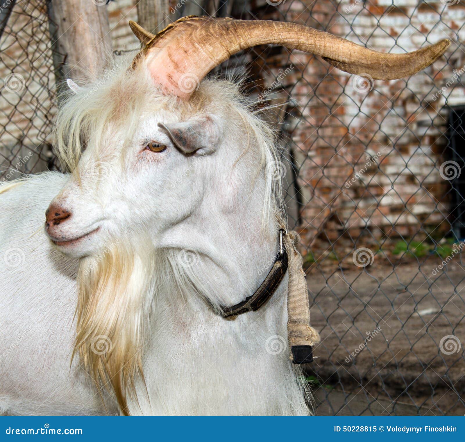The proud he-goat. stock image. Image of litter, goat - 50228815