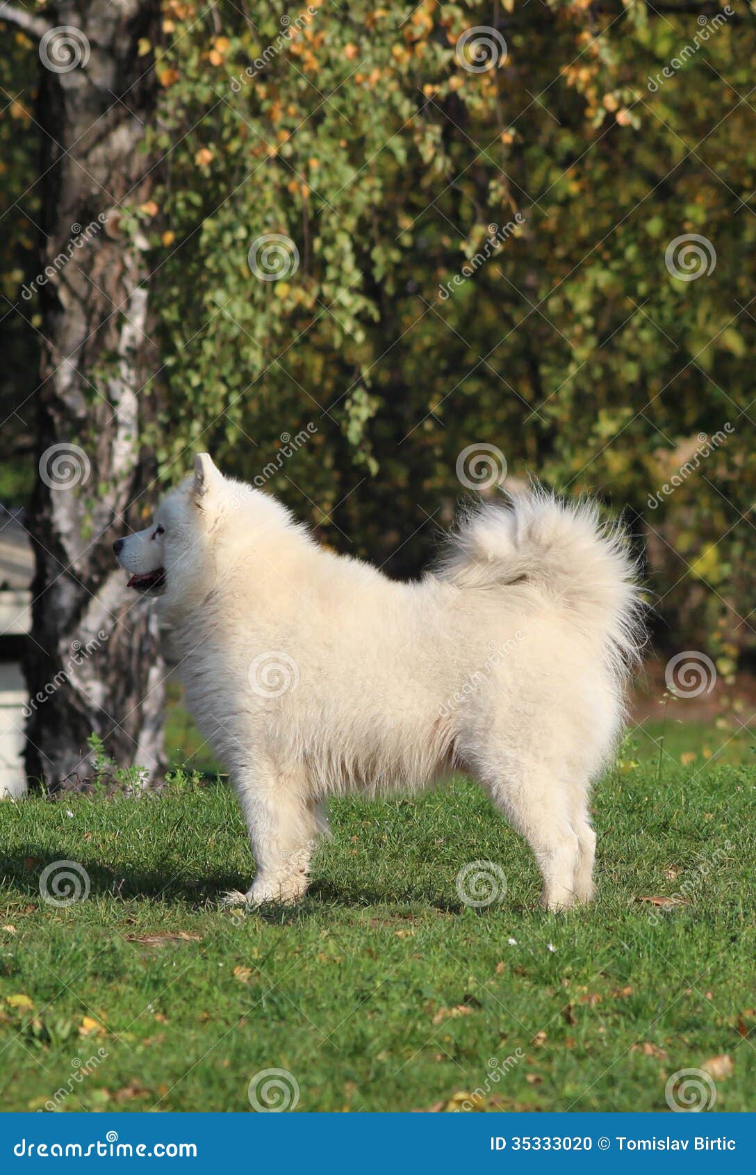 Proud and Gorgeous Samoyed Standing Stock Photo - Image of stand, park ...