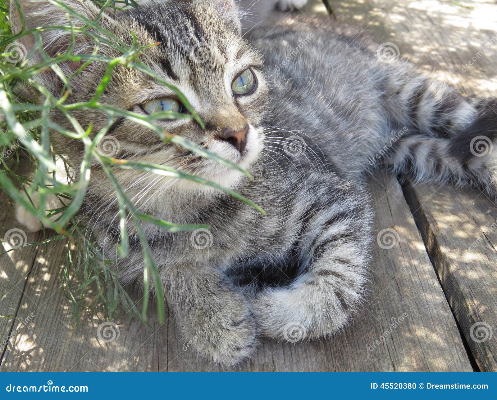 Proud kitten stock photo. Image of russia, gray, proud - 45520380