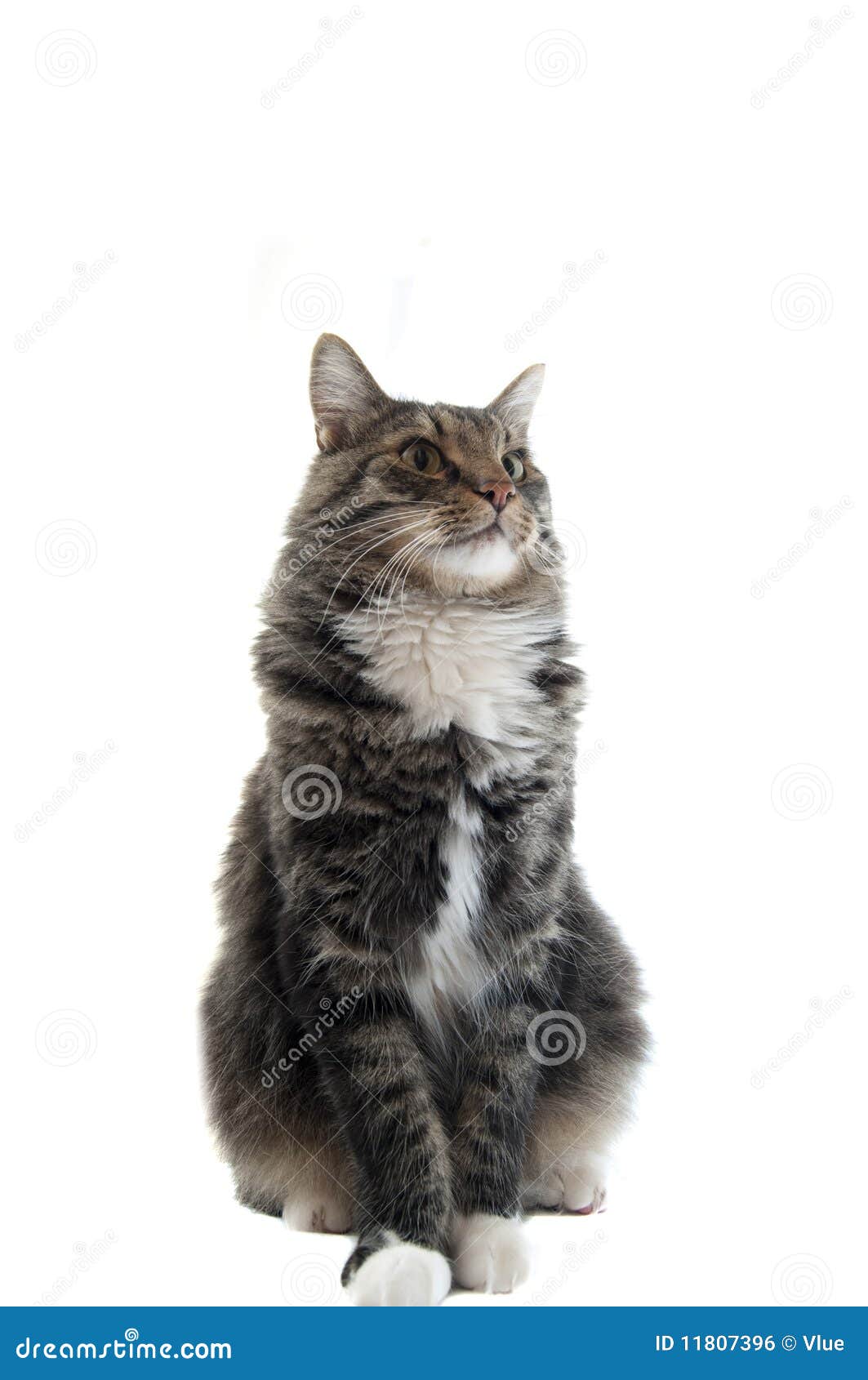 Proud Kitty stock photo. Image of posing, looking, animal - 11807396