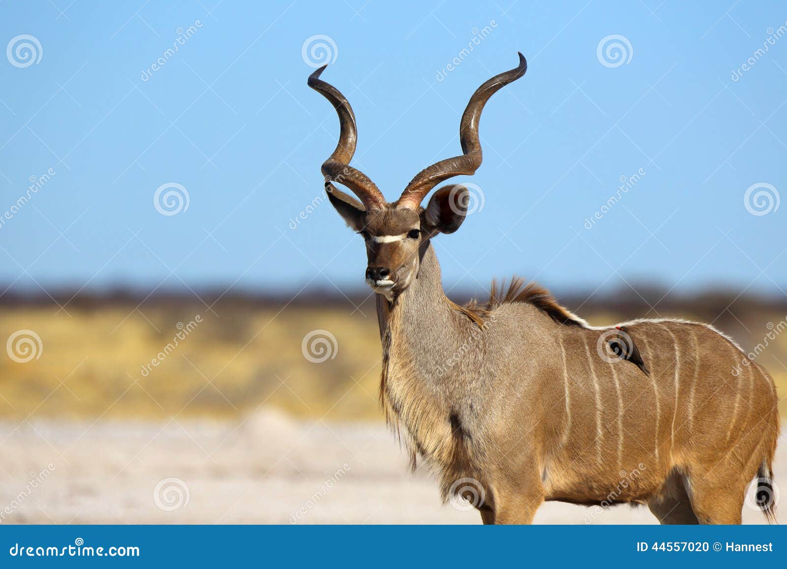Proud kudu bull stock photo. Image of horns, nxai, sunny - 44557020