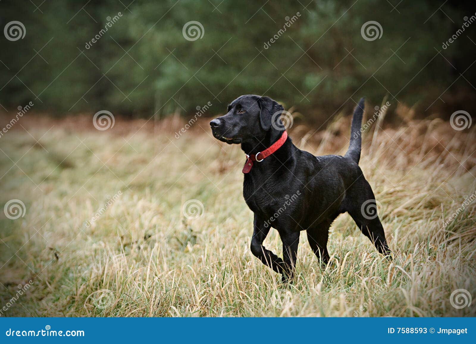 Proud Labrador in Countryside Stock Image - Image of black, outdoors ...