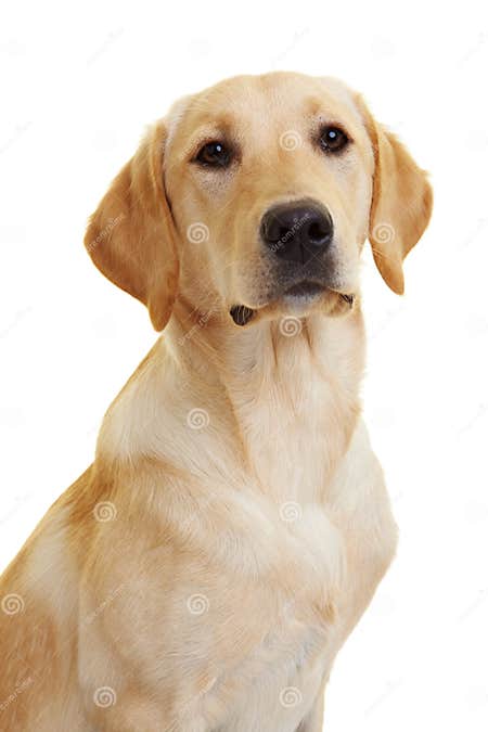 Proud Labrador Retriever stock photo. Image of young - 12970588