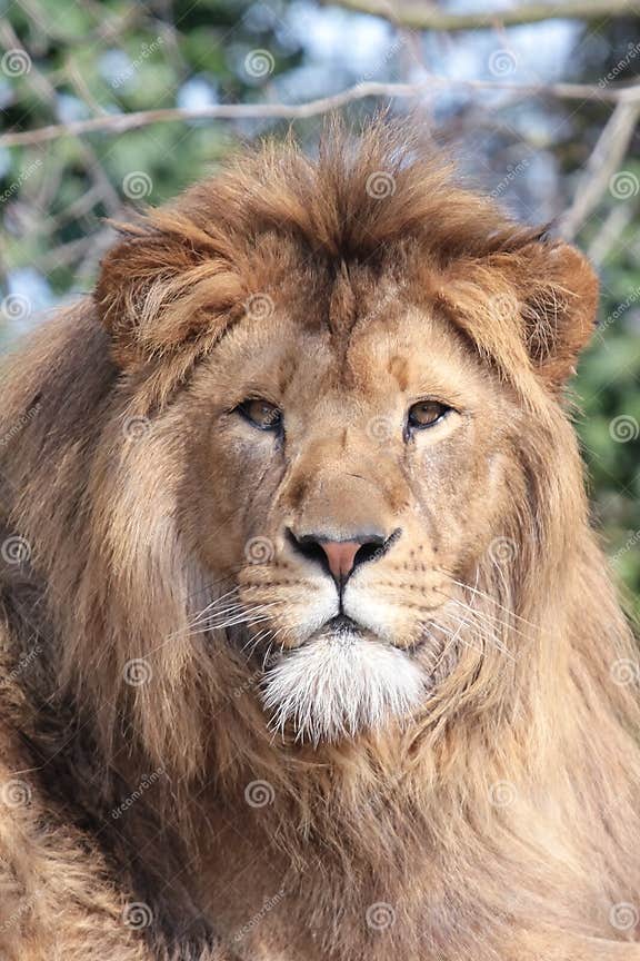 Proud Lion stock image. Image of animal, teeth, agitated - 13838721