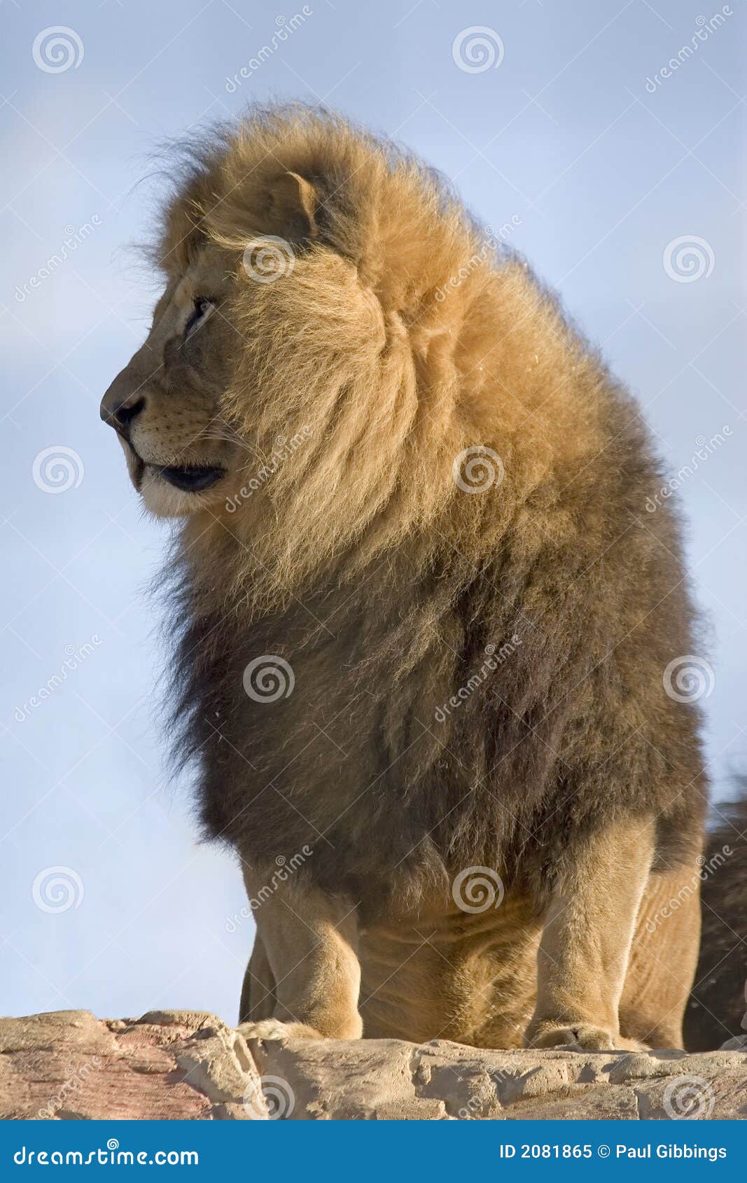 Proud lion stock image. Image of sunny, fierce, pride - 2081865