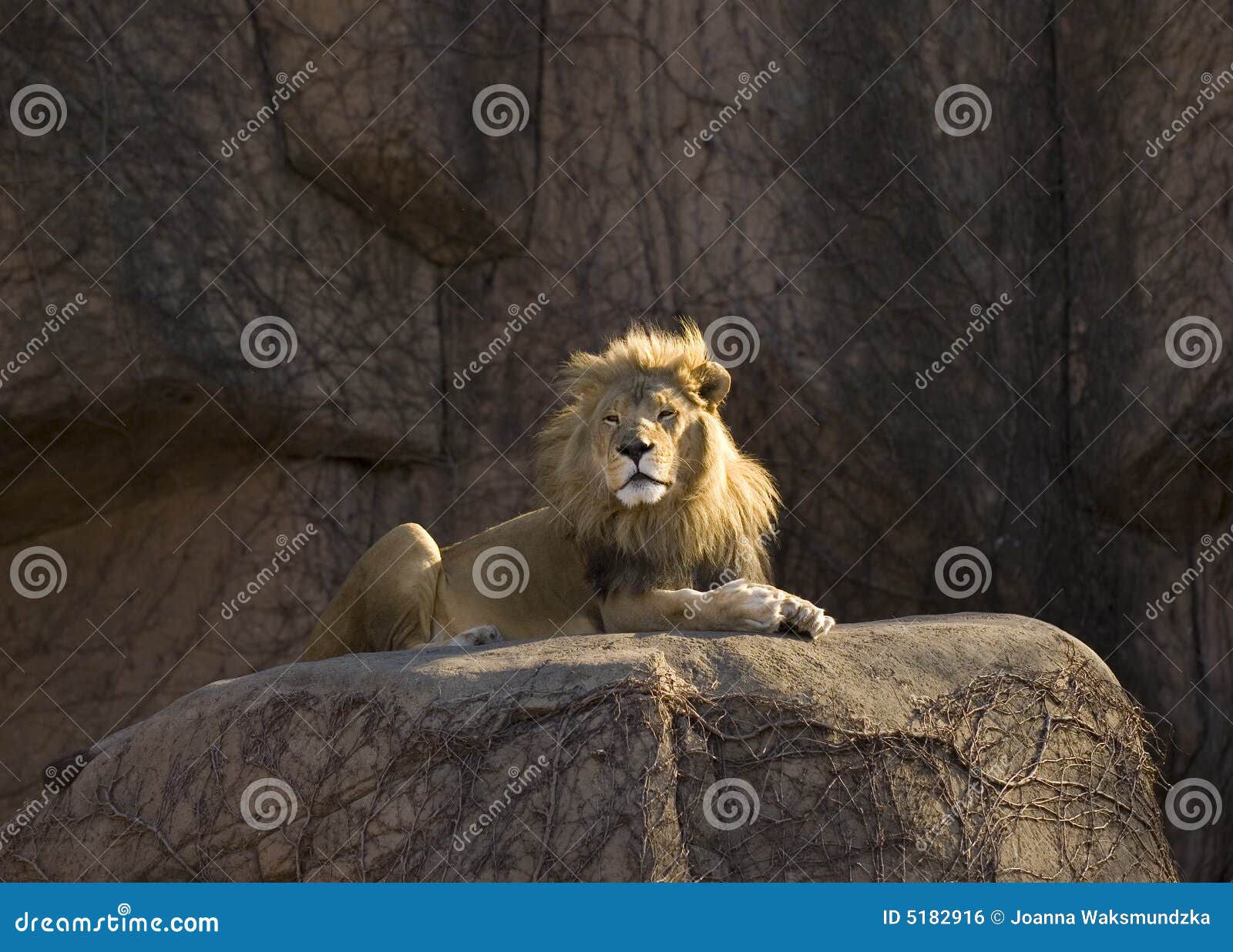 Proud lion stock photo. Image of mammal, sunset, wild - 5182916