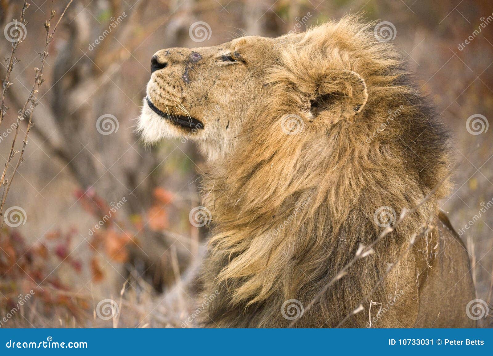 Proud Lion Profile stock image. Image of lion, predator - 10733031