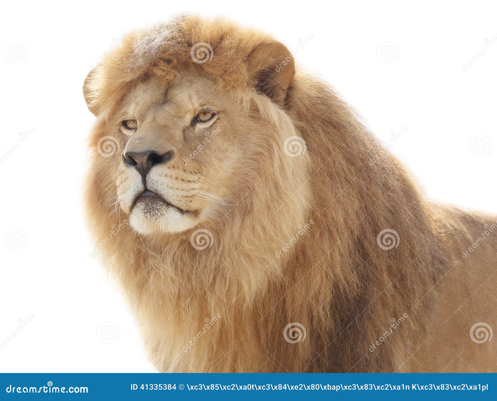 Proud lion stock photo. Image of nature, face, mane, calm - 41335384