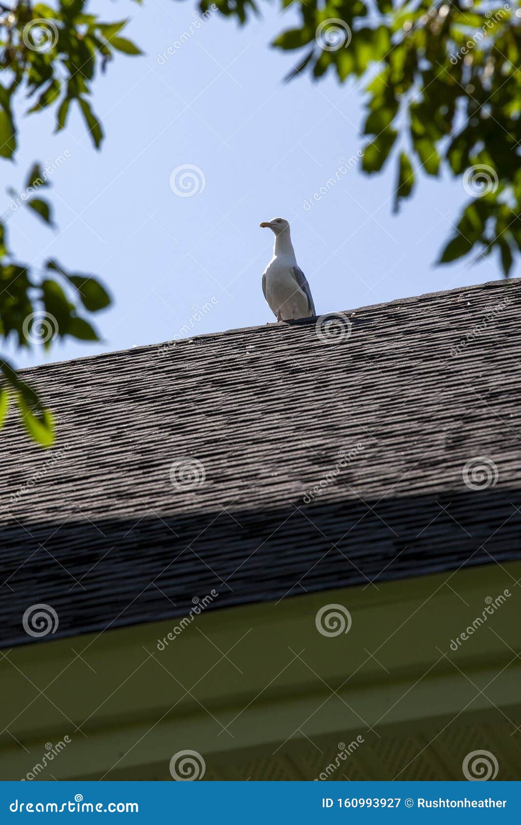 Proud lonely bird stock image. Image of beak, copy, sunlight - 160993927