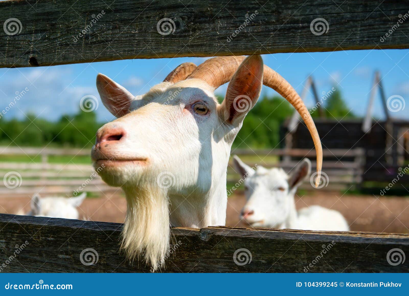 Proud look of a goat stock image. Image of goat, horn - 104399245