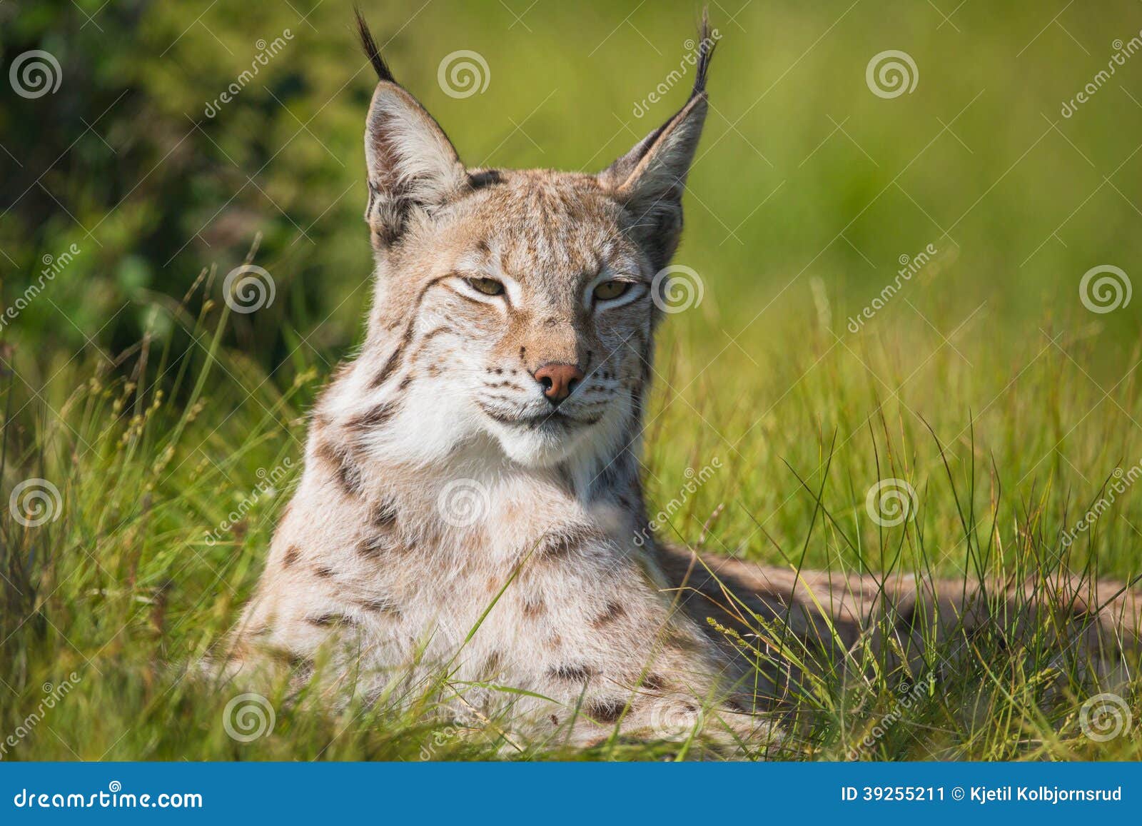 Proud Lynx Laying in the Grass Stock Image - Image of summer, carnivore ...